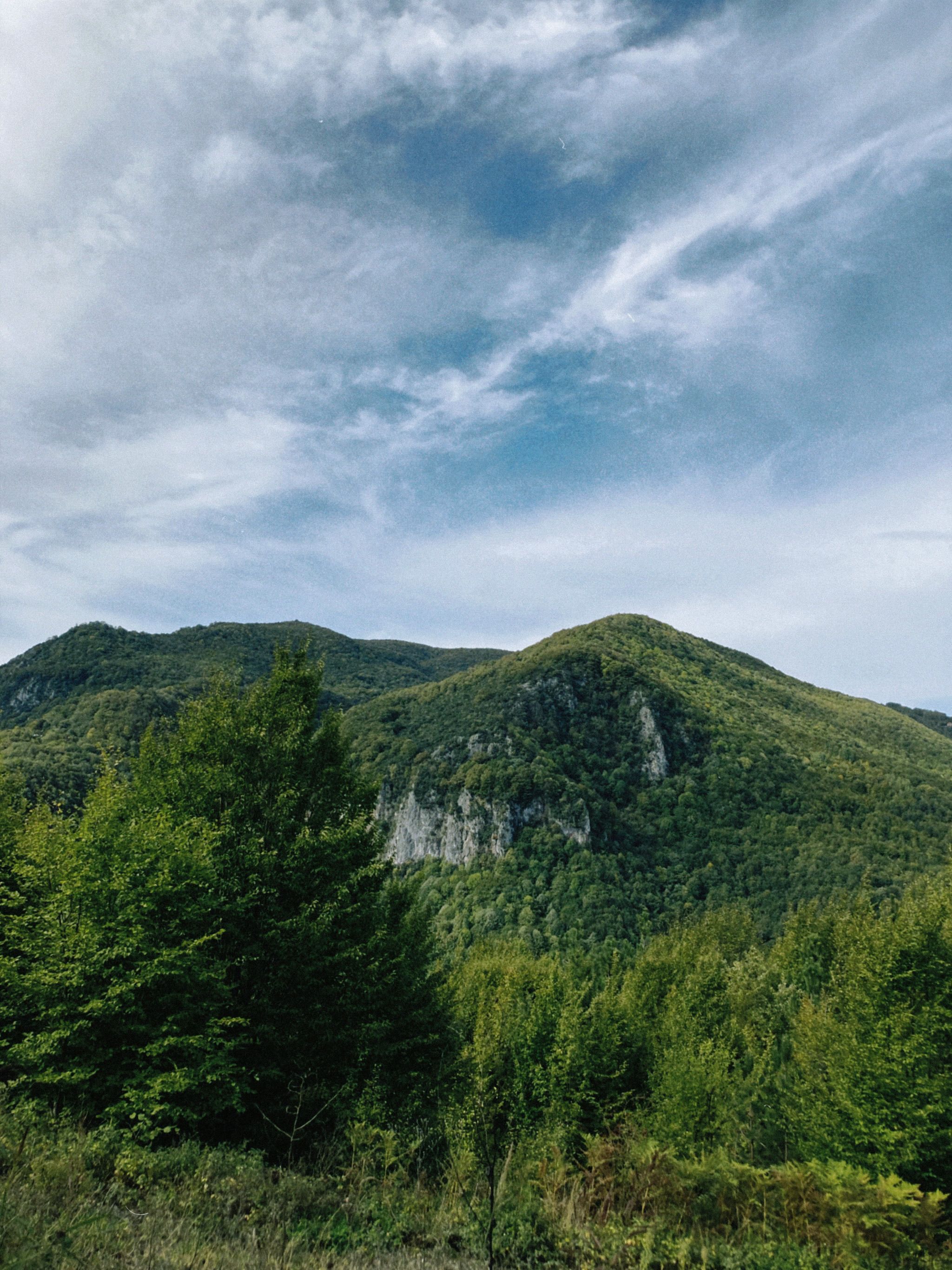 Forest on Hill · Free Stock Photo