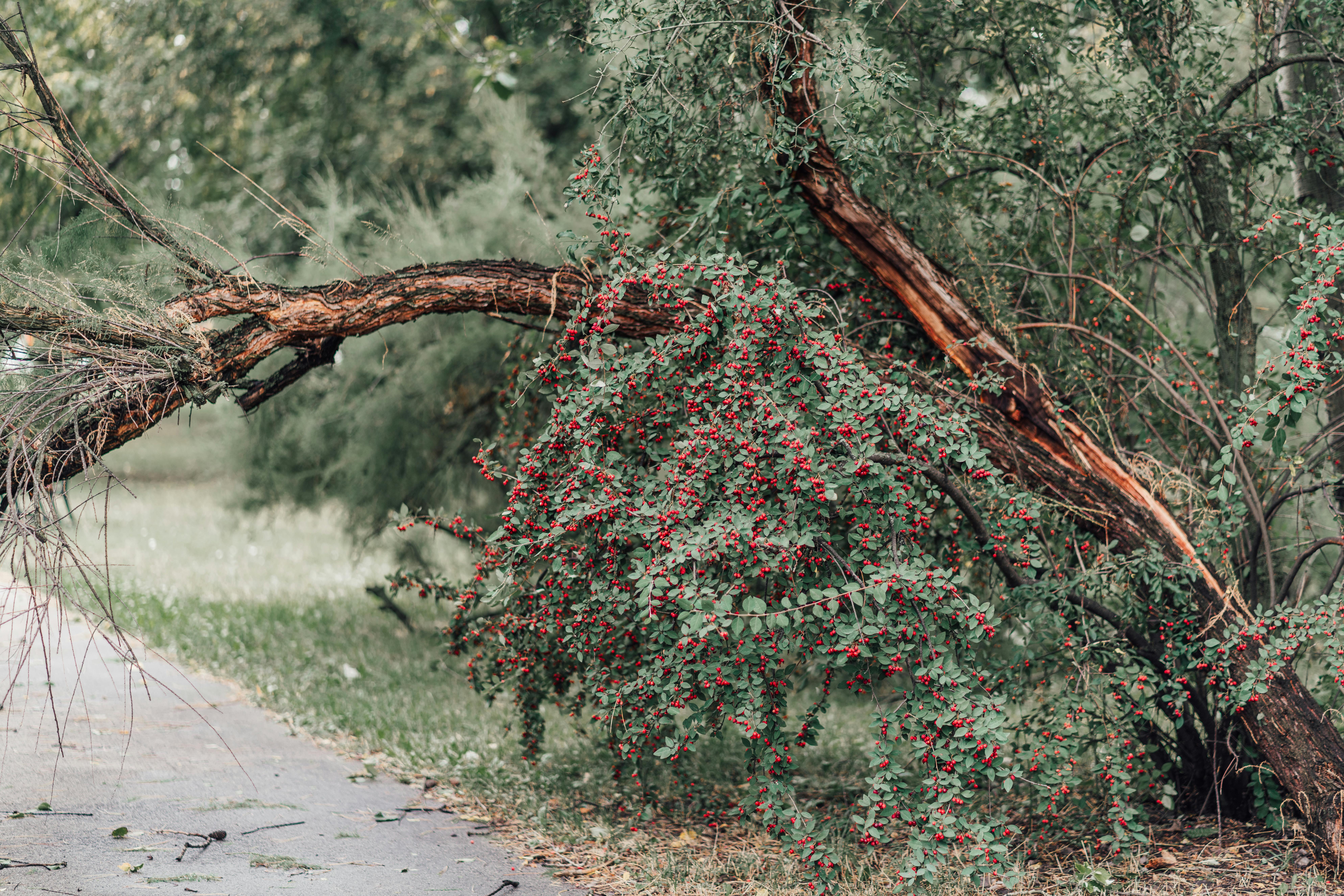 Red Berries on Broken Tree · Free Stock Photo