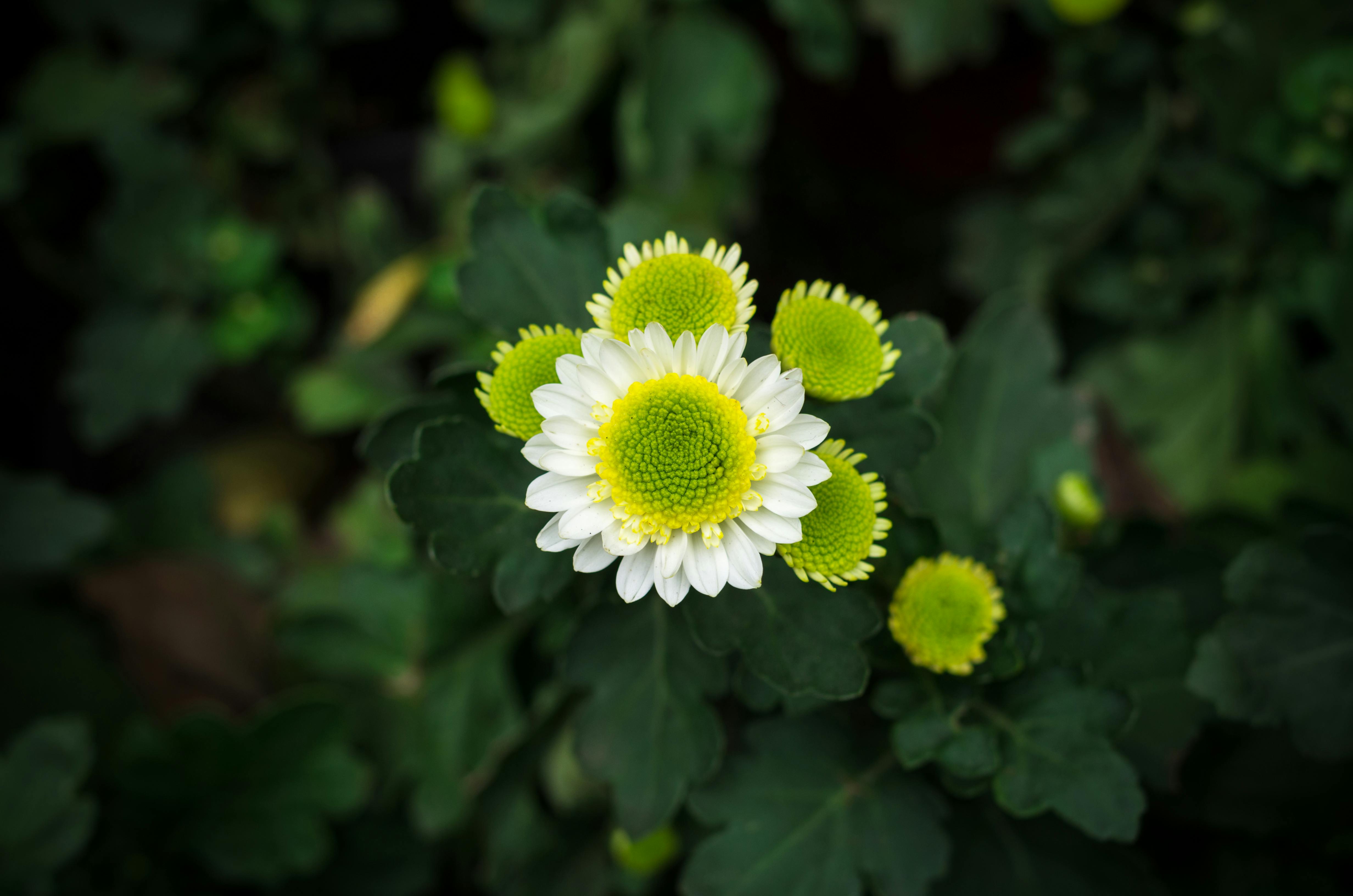 Red Daisy with Yellow Stamens · Free Stock Photo