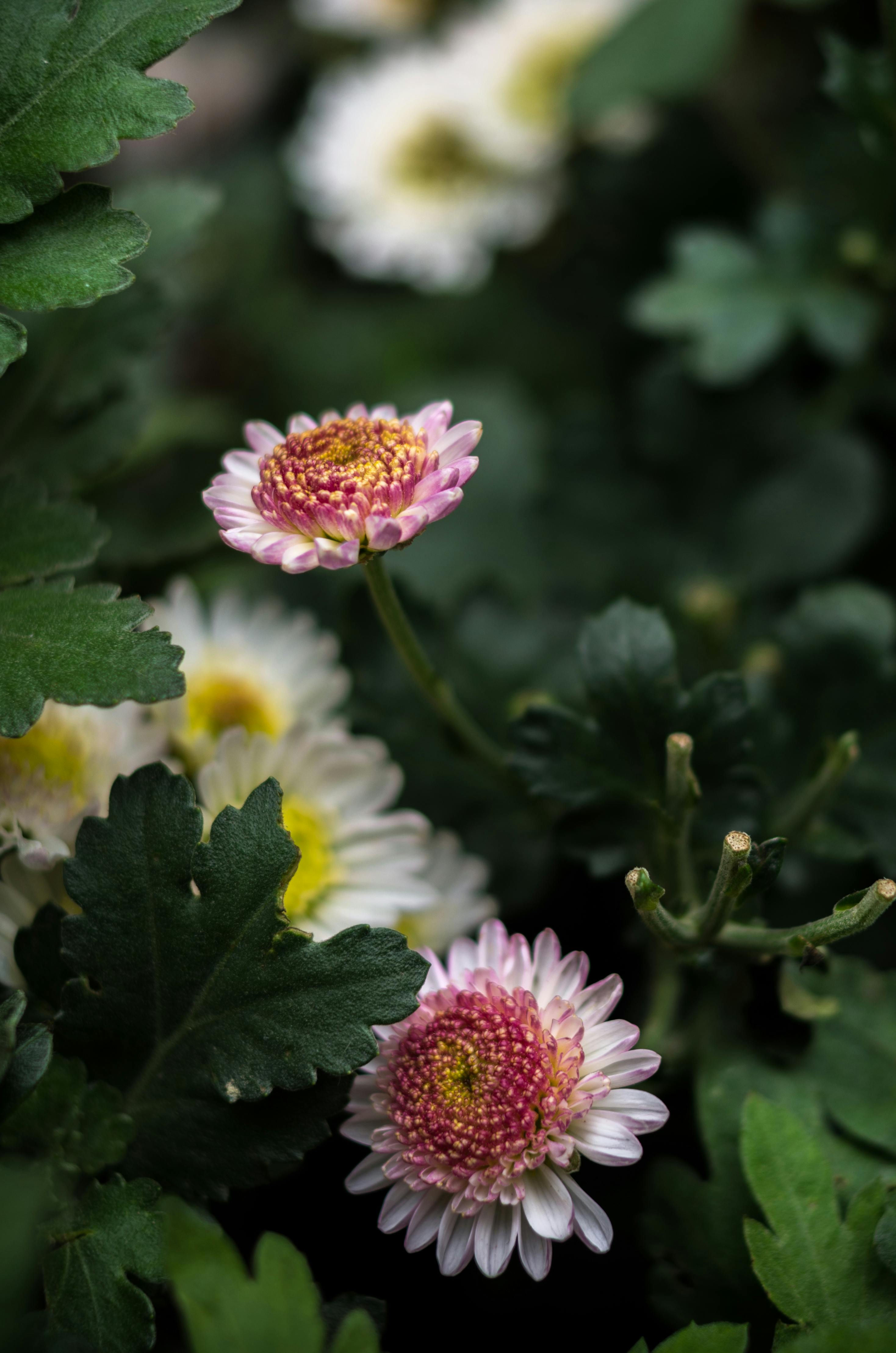Flowering Daisy Shrub · Free Stock Photo