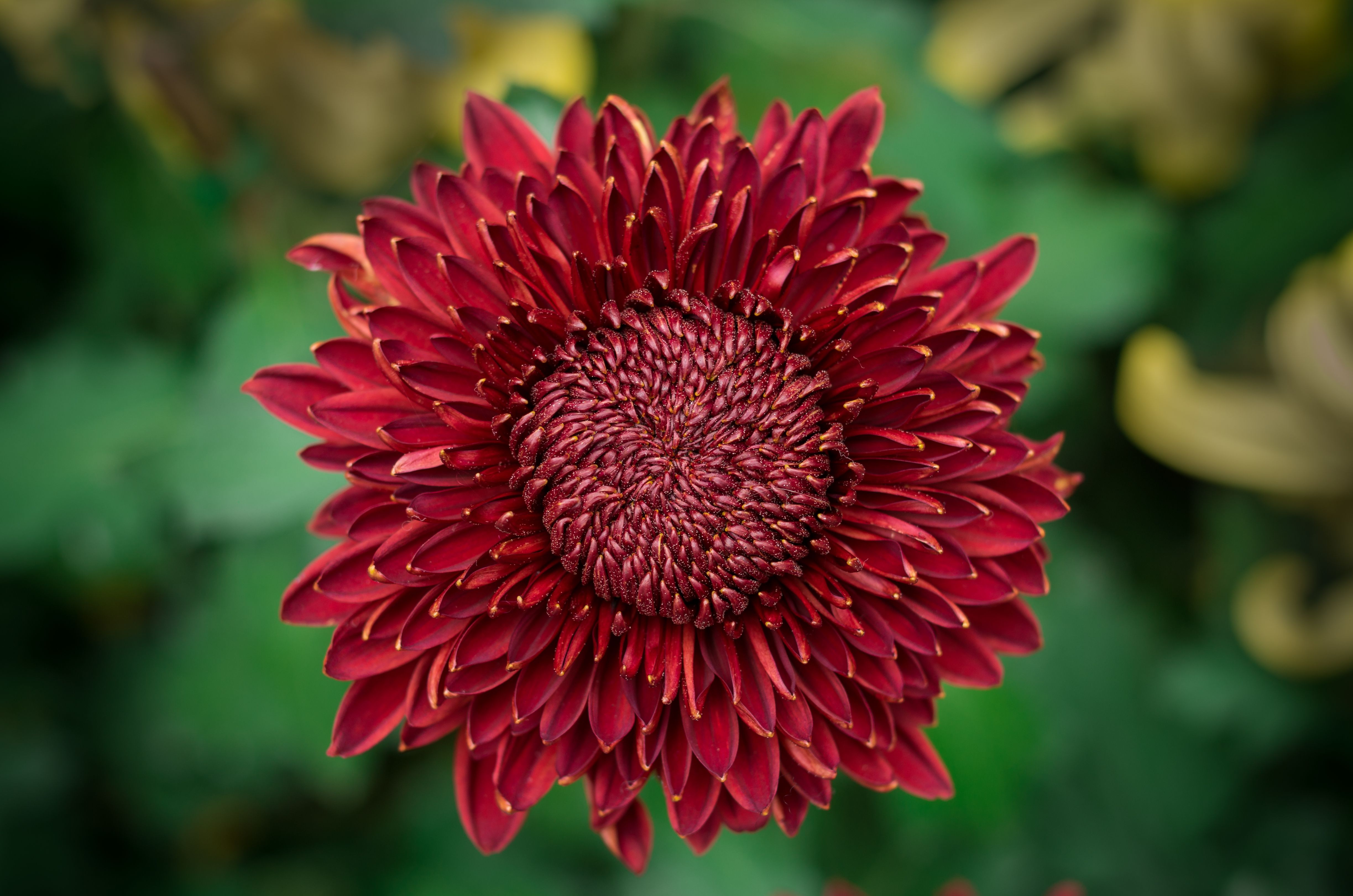 Red Flowering Daisy · Free Stock Photo