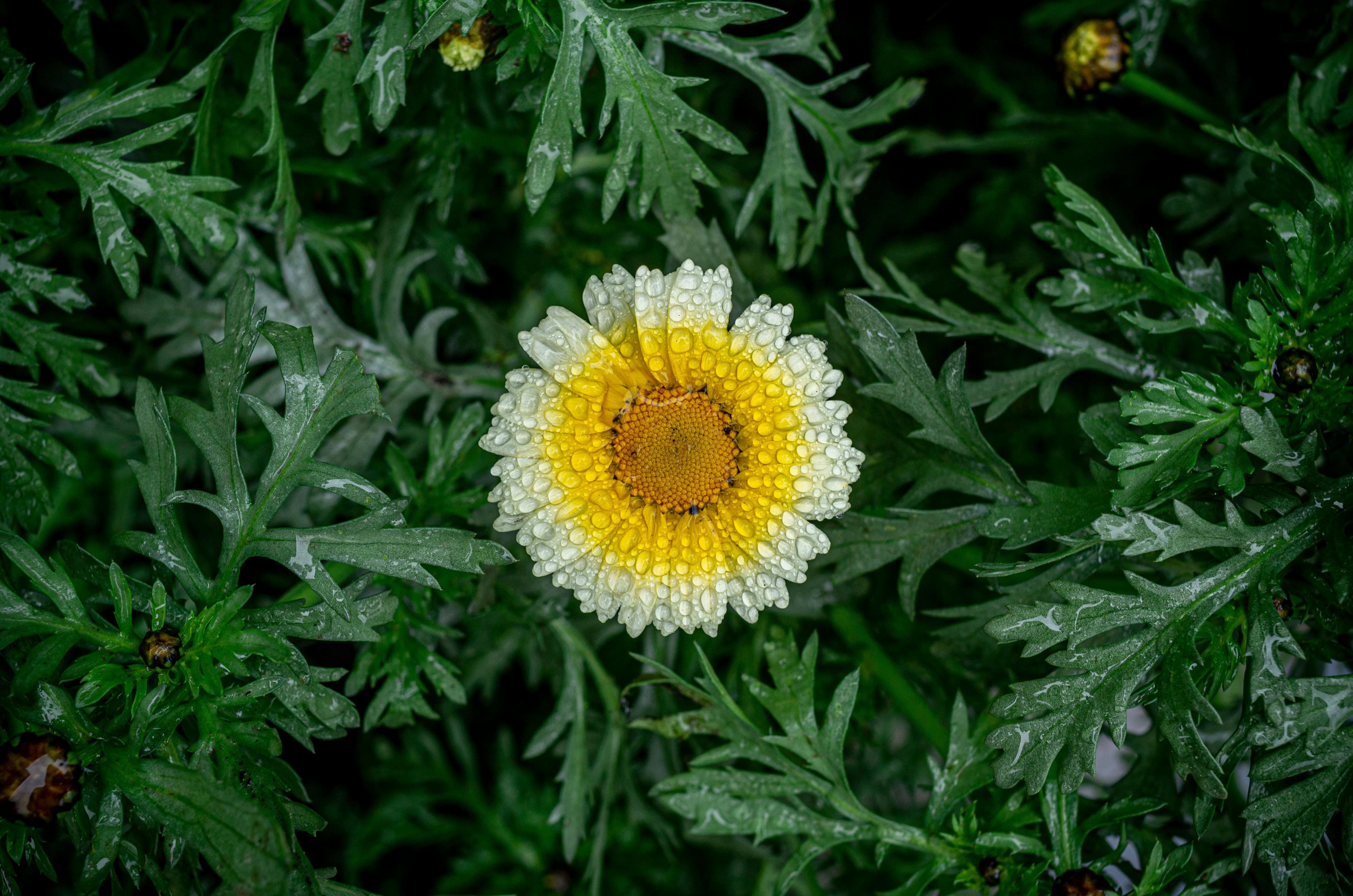 Crisantem Crowndaisy Photos, Download The BEST Free Crisantem ...