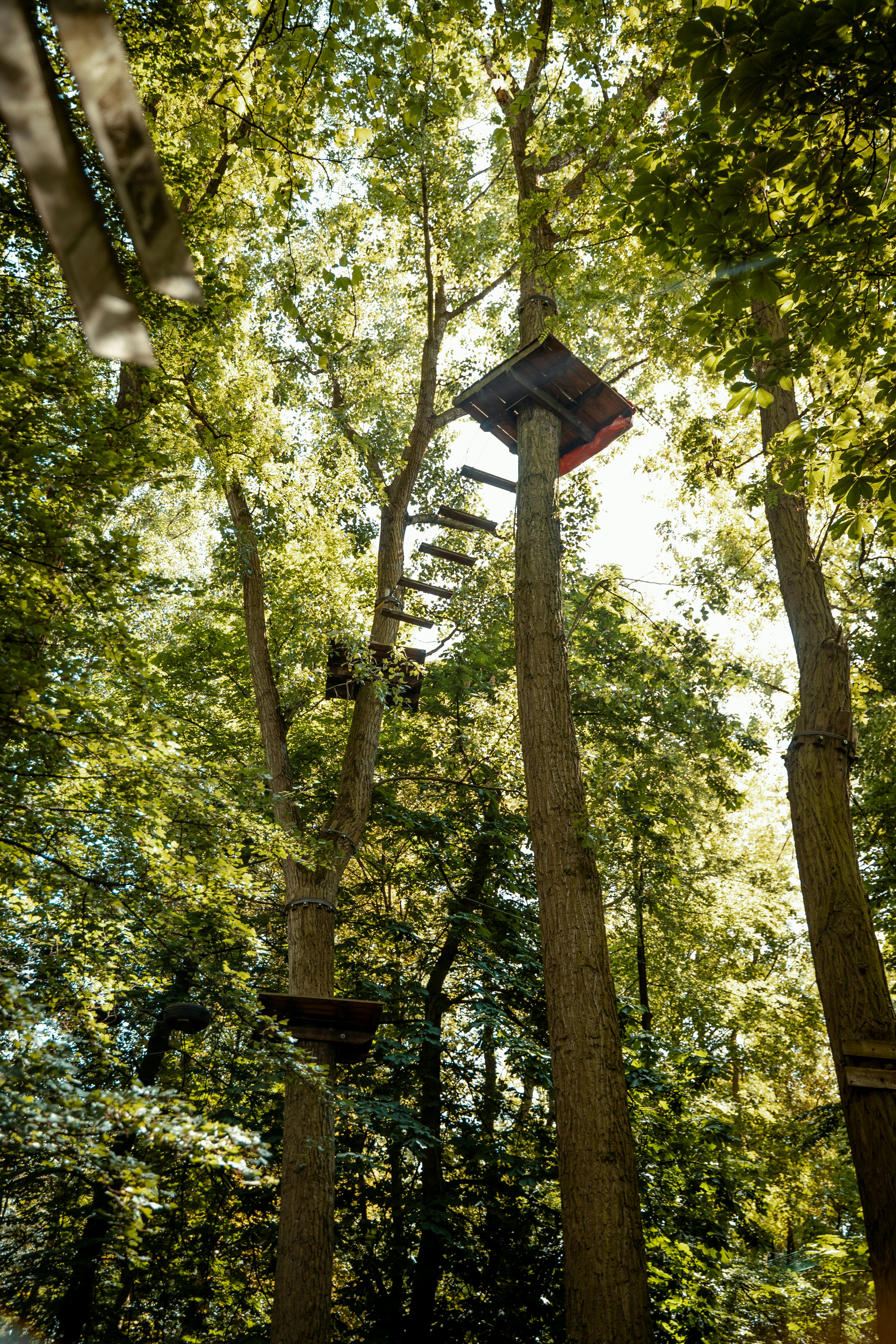 Trees with Platforms of the Rope Park · Free Stock Photo
