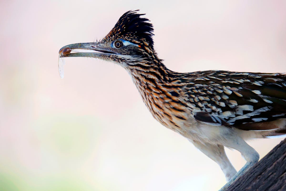 Roadrunner Photos, Download The BEST Free Roadrunner Stock Photos & HD ...