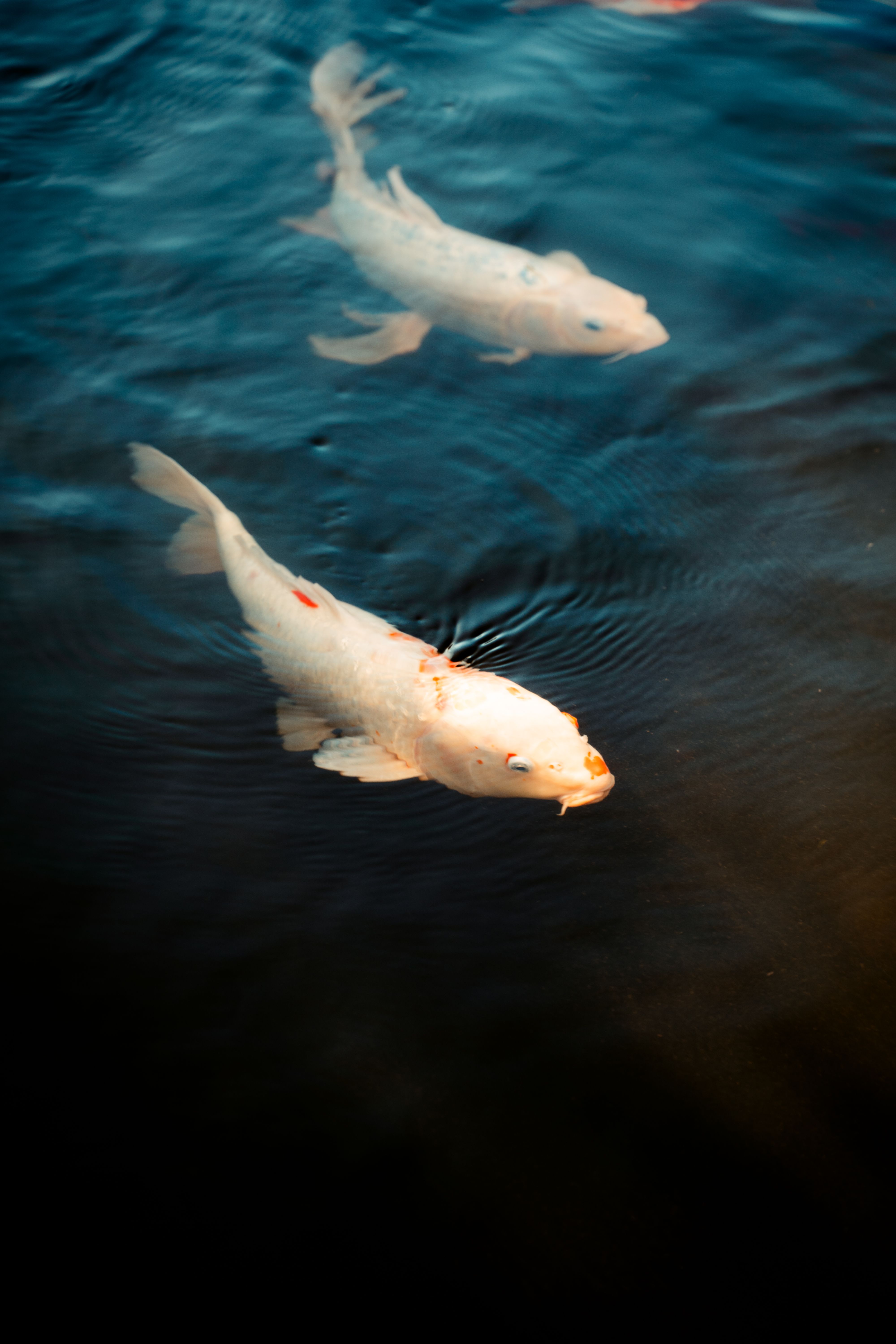 Photo gratuite de bassin, carpe de l'amour, décoratif, koi, nishikigoi ...