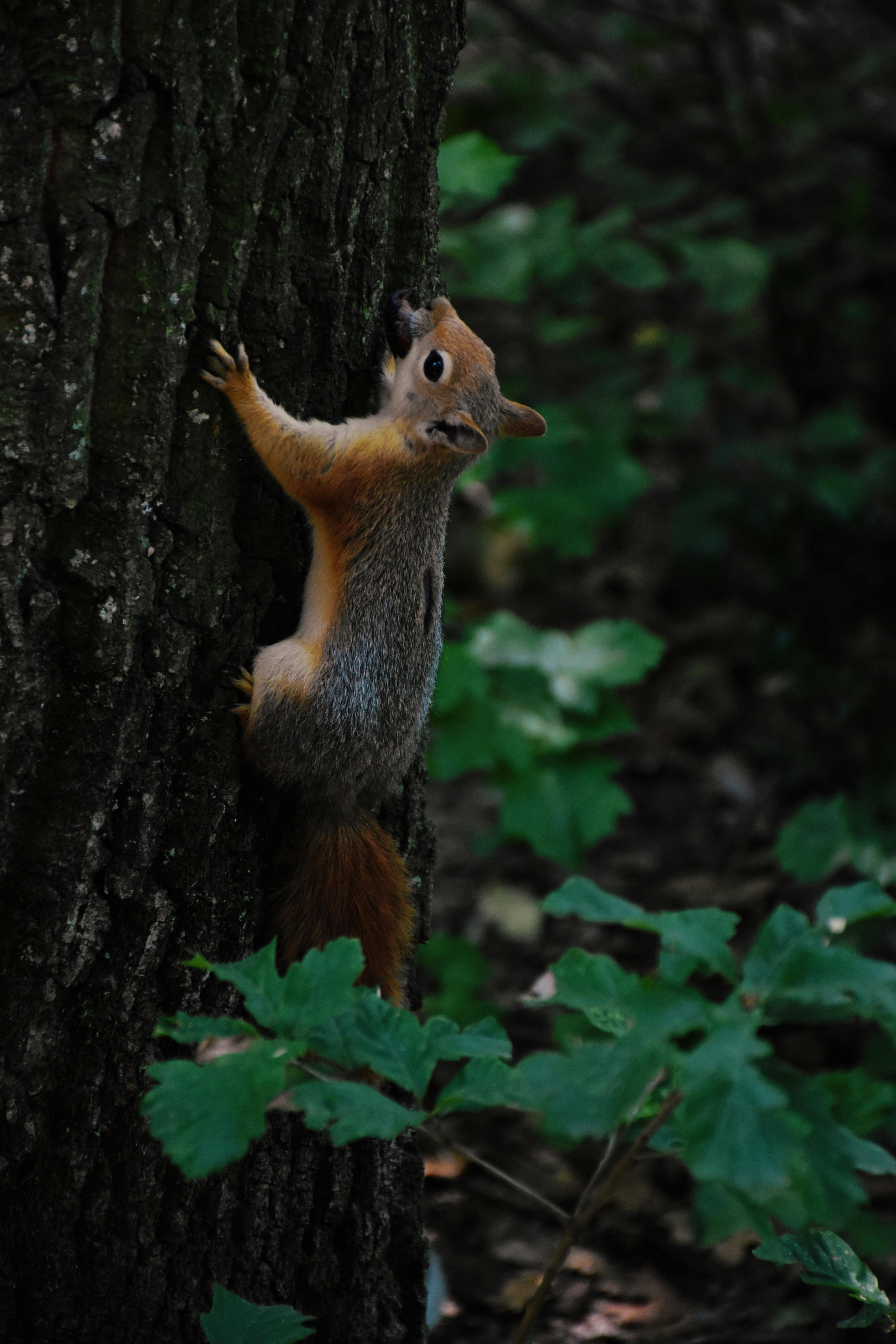 Squirrel Climbing a Tree · Free Stock Photo