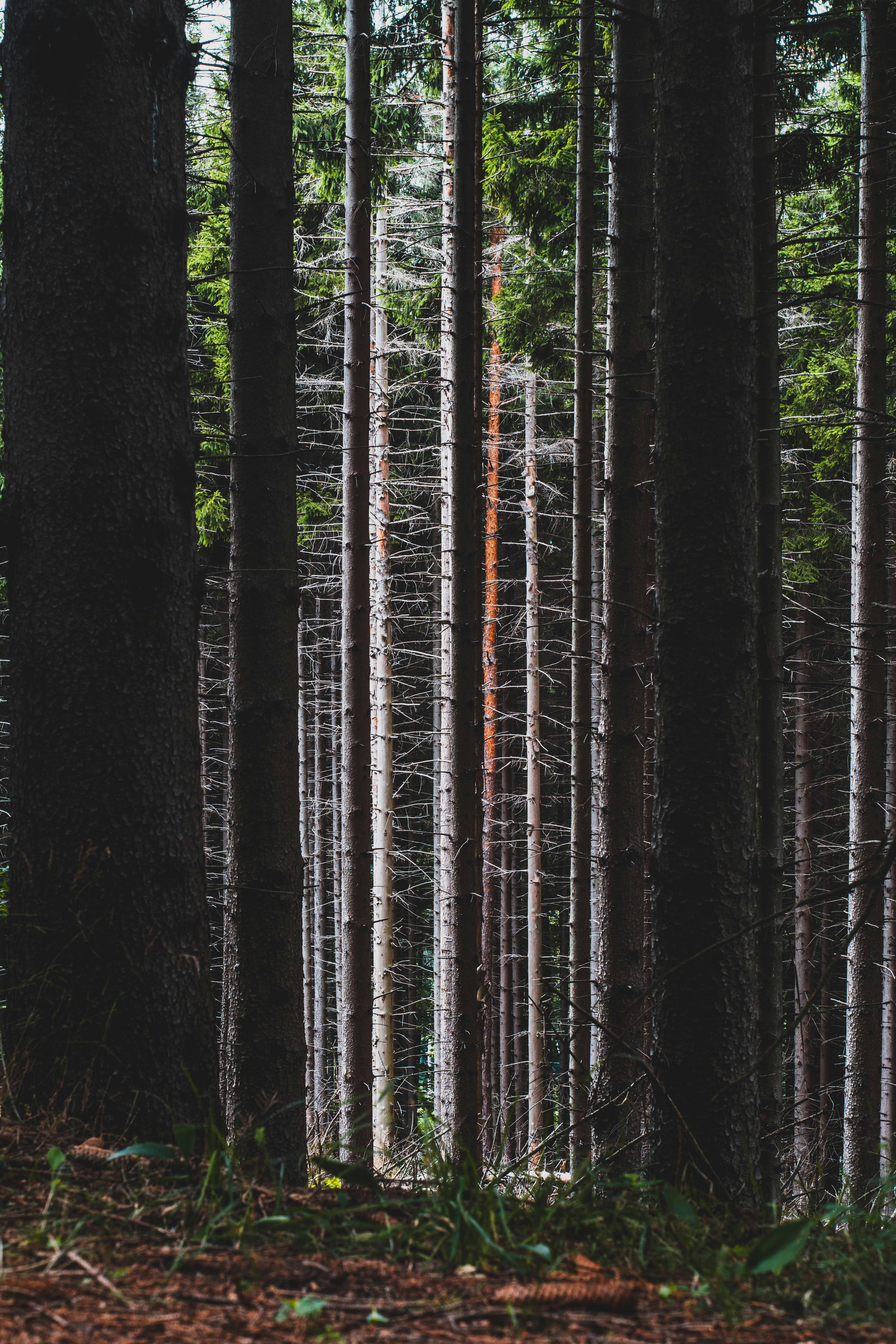 Tall Trees in Deep Forest · Free Stock Photo