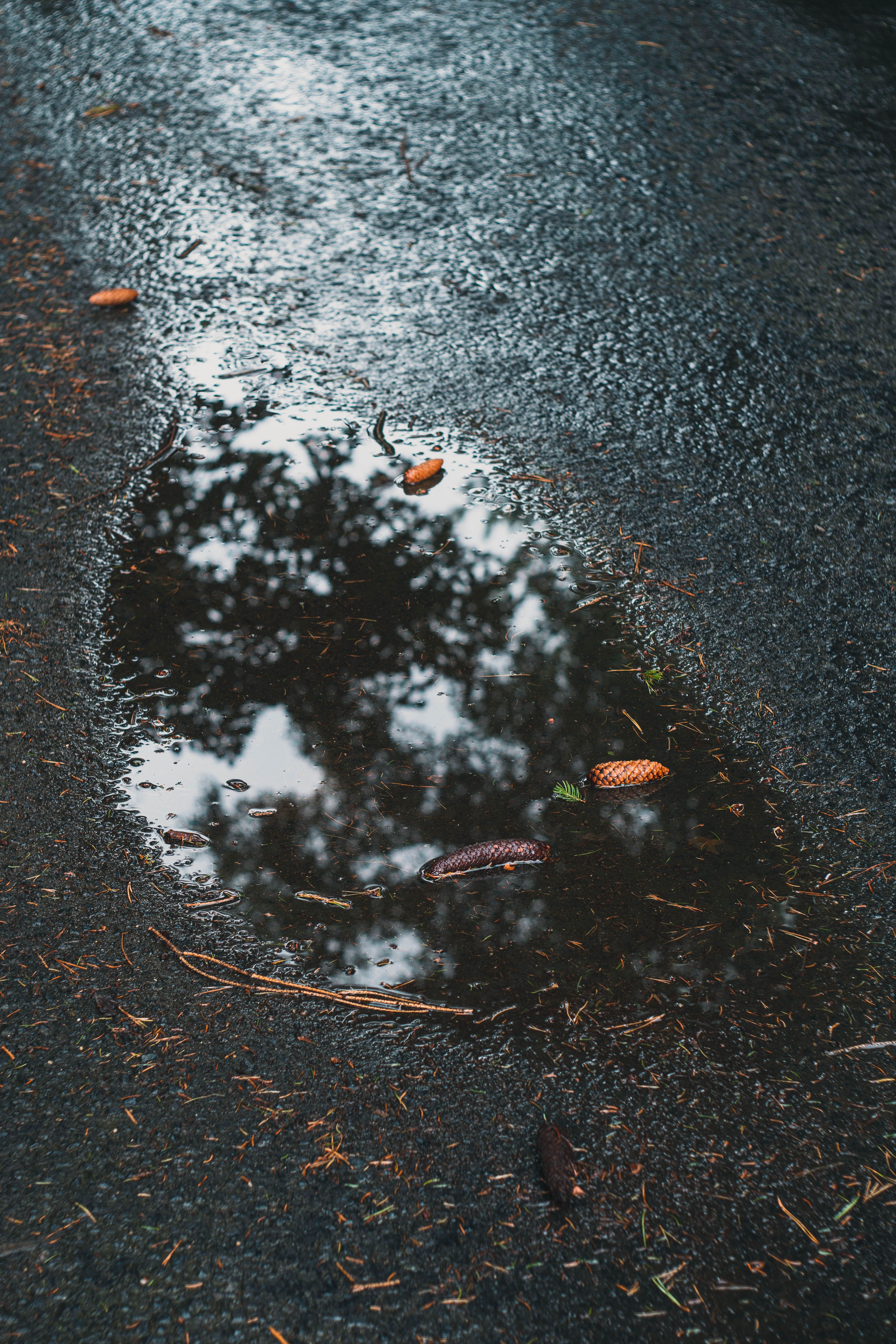 Close up of Puddle on Asphalt · Free Stock Photo