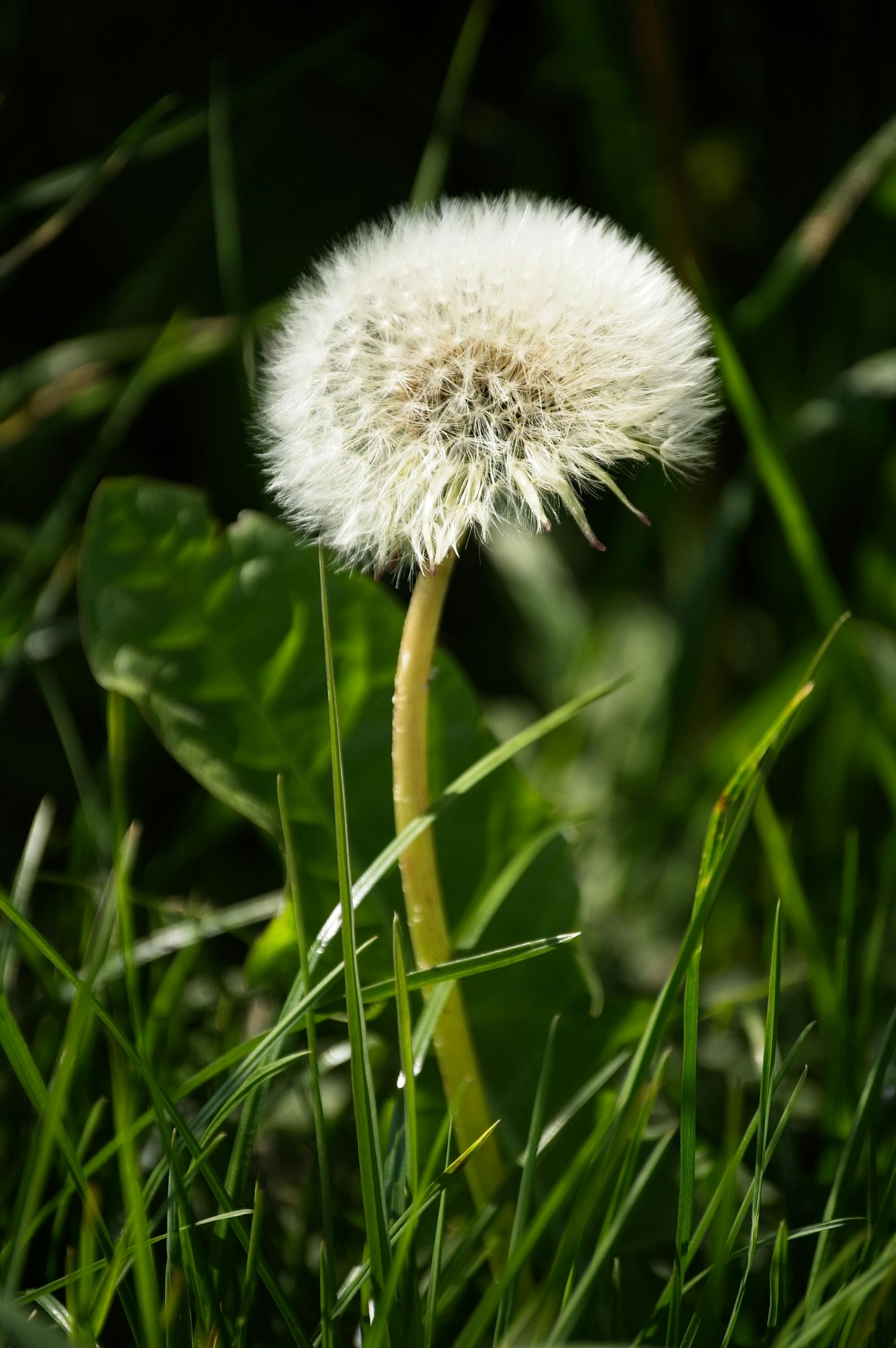 Dandelion Clock Photos, Download The BEST Free Dandelion Clock Stock ...