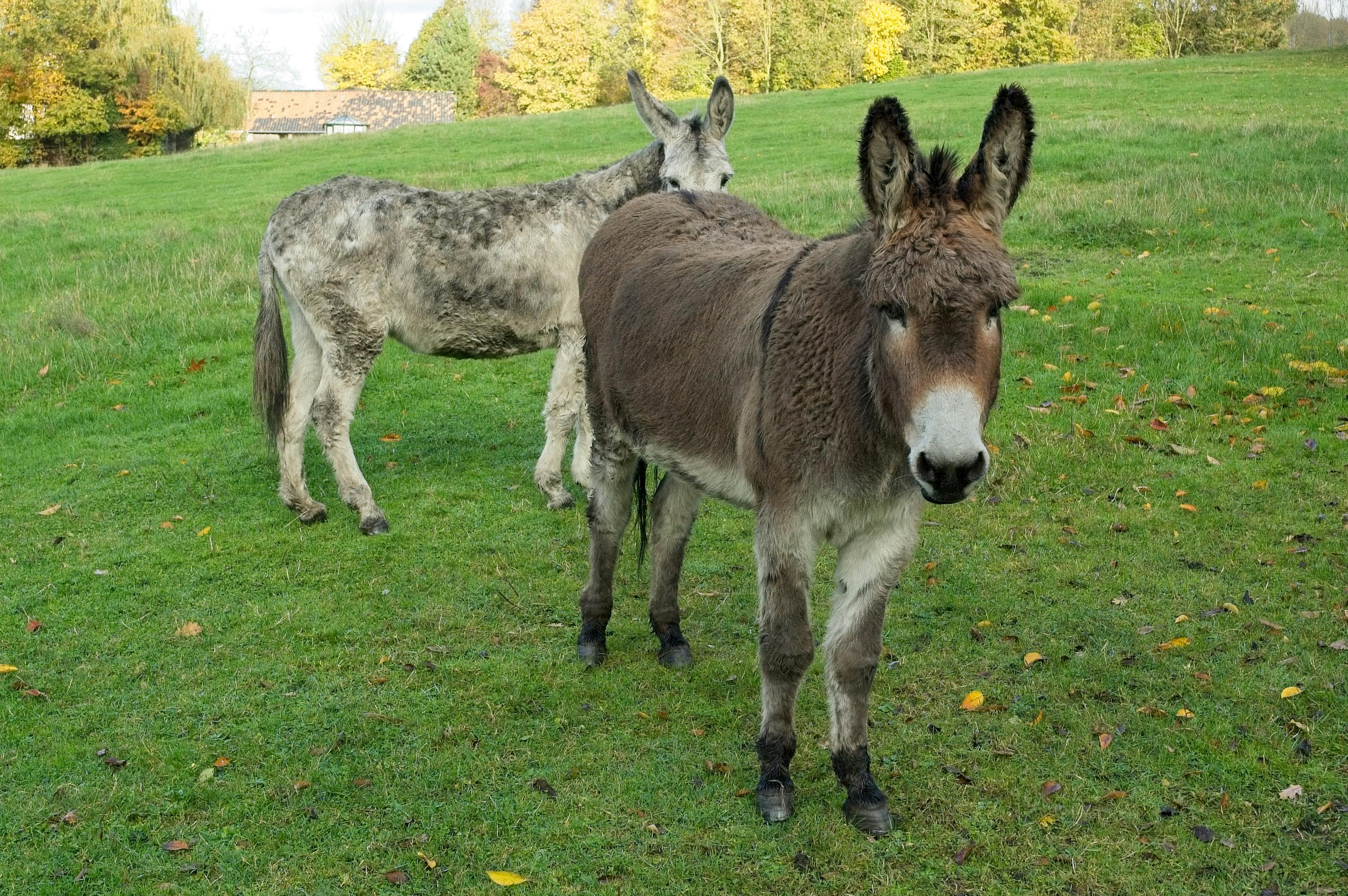 Donkey Hauling a Cart with a Pile of Wooden Planks · Free Stock Photo