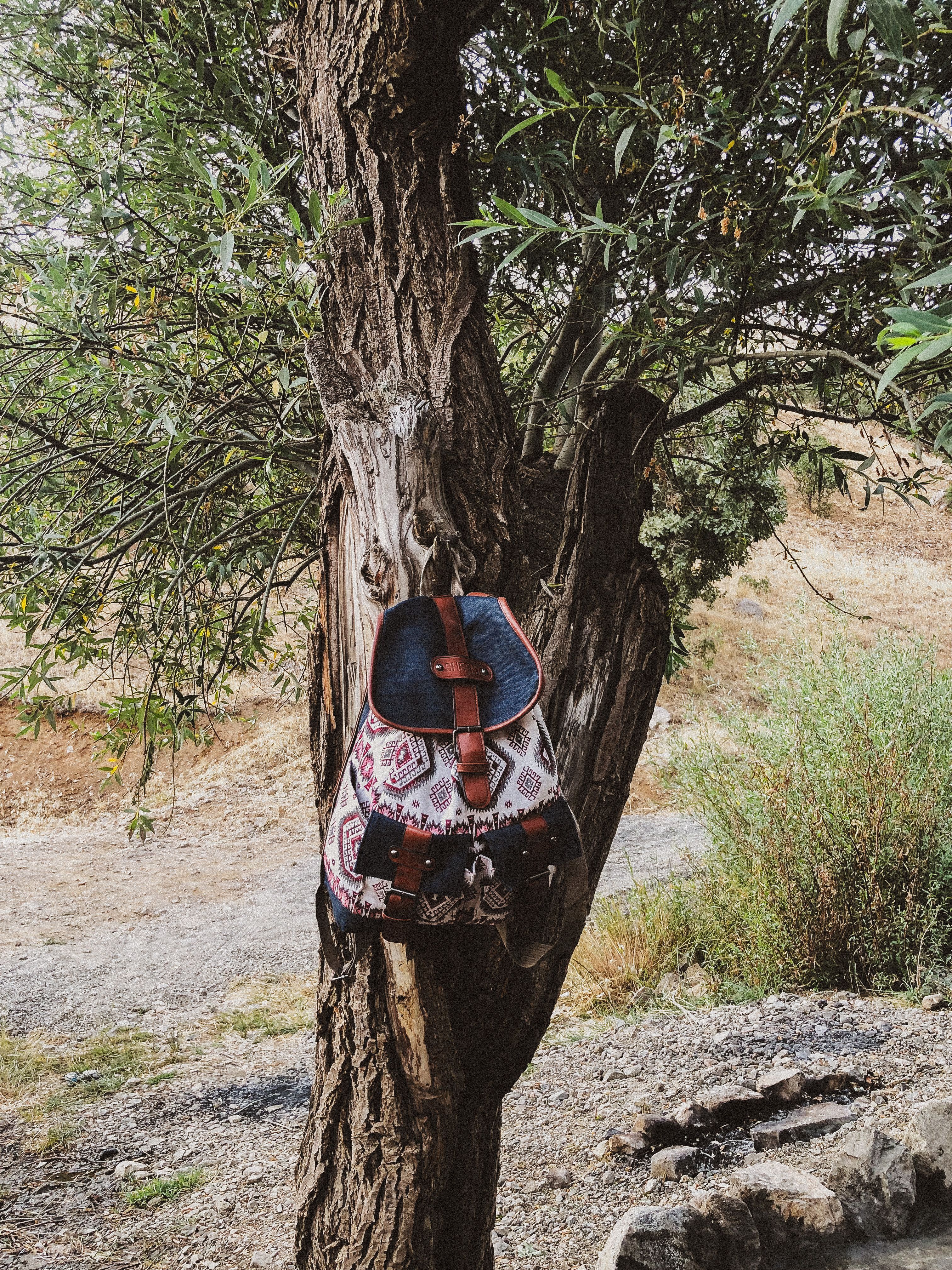 Backpack Hanging on Tree · Free Stock Photo