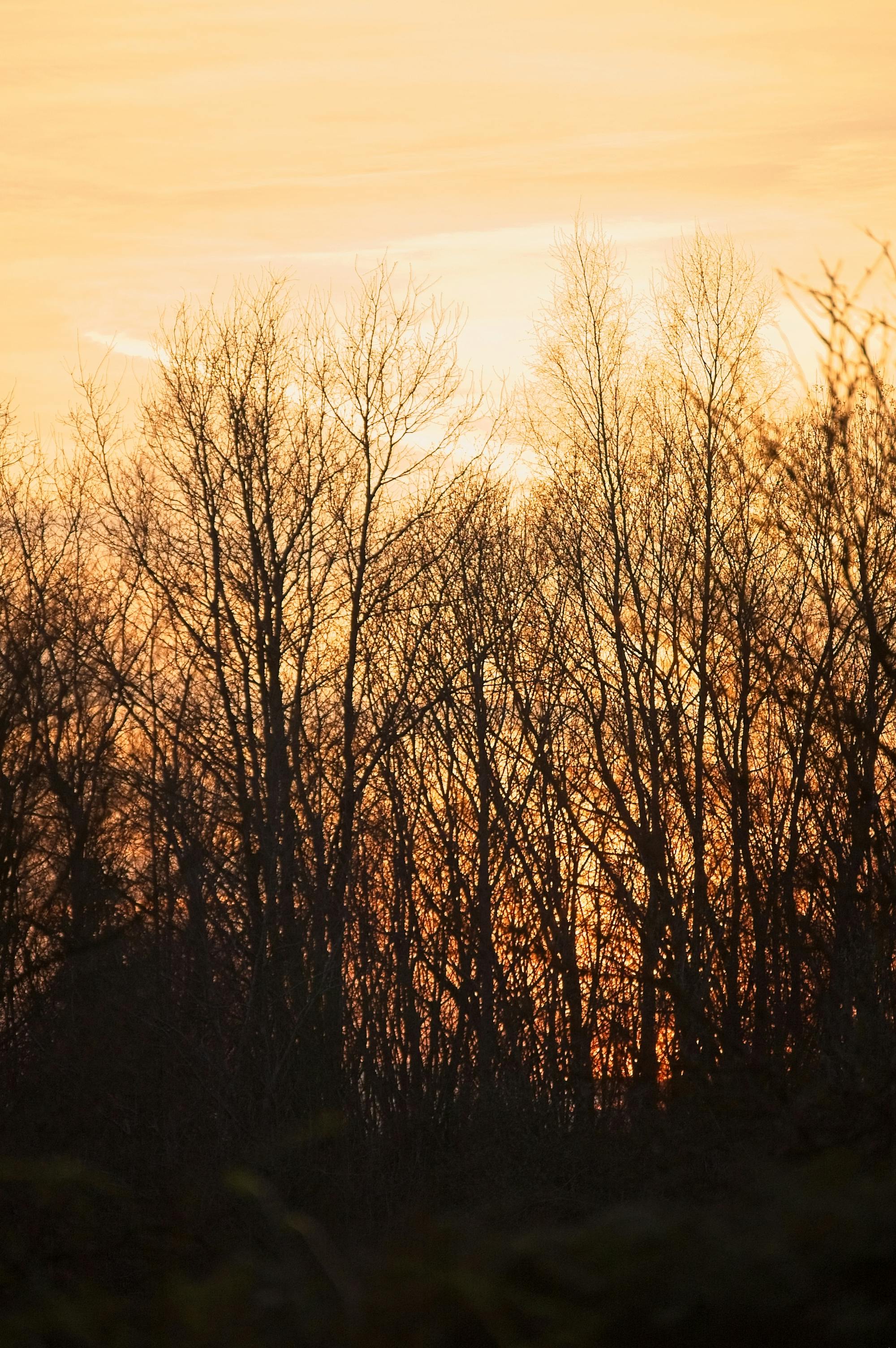 Yellow Sky over Trees at Sunset · Free Stock Photo