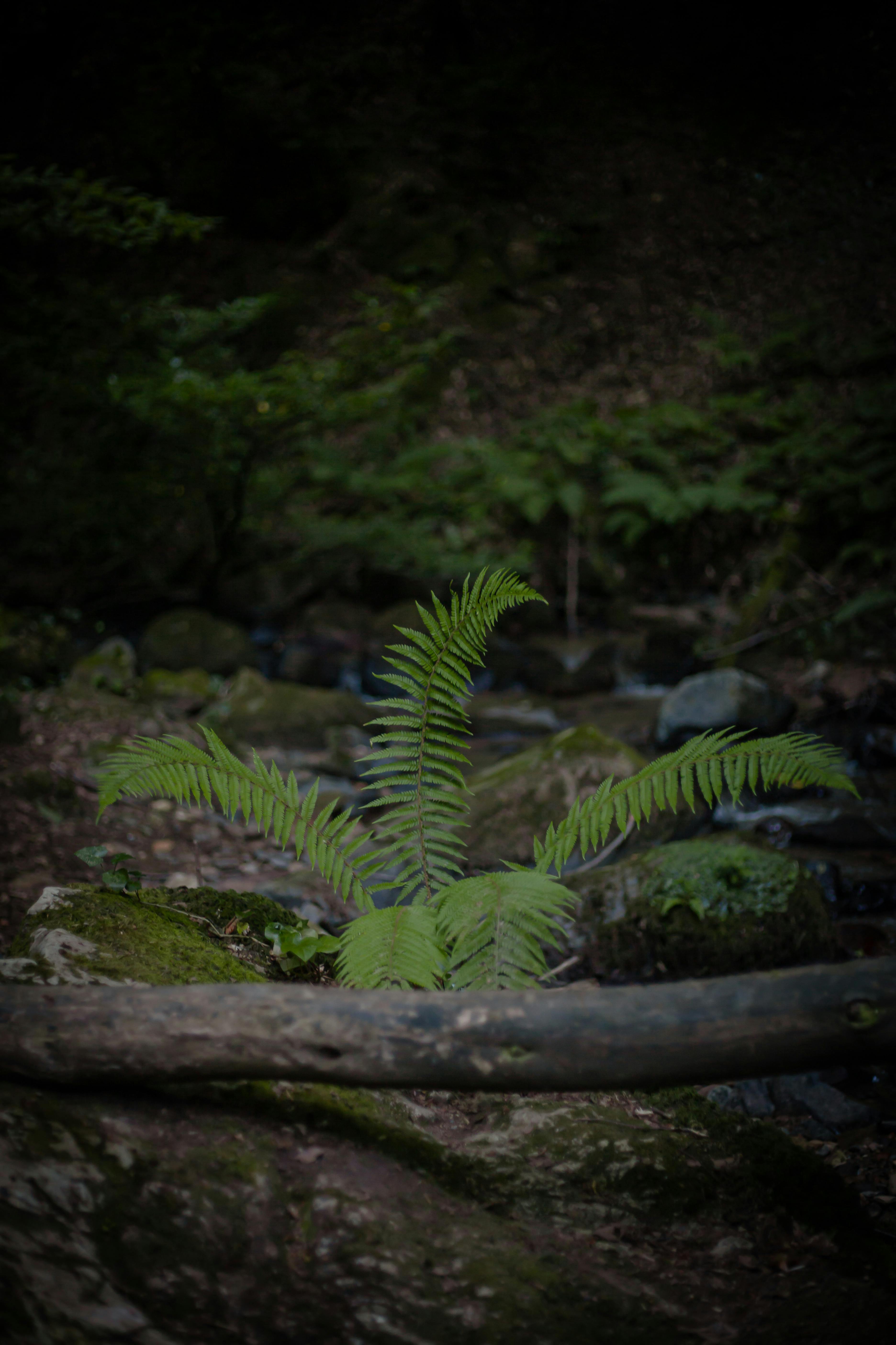 Monsoon Plant Photos, Download The BEST Free Monsoon Plant Stock Photos ...