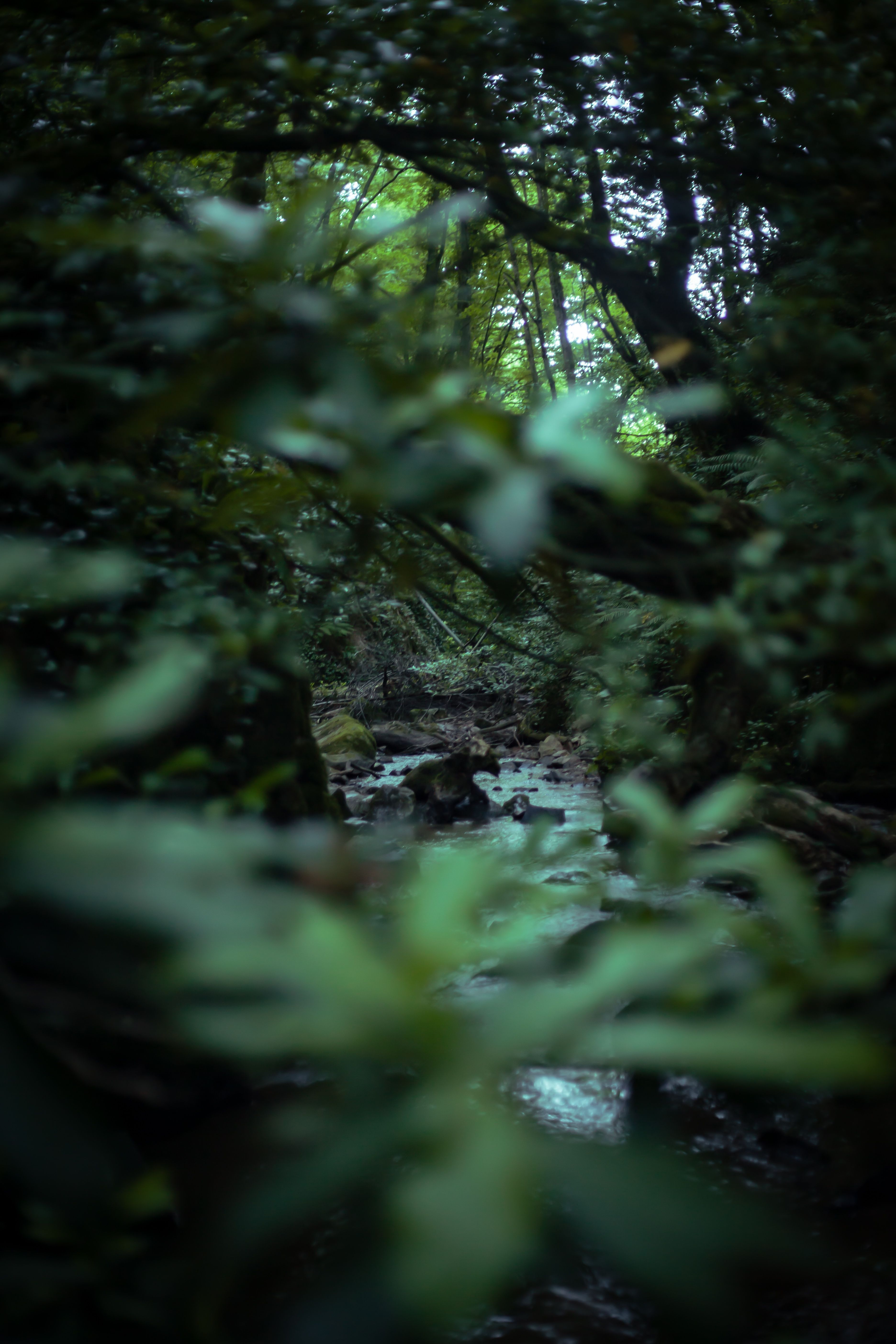 Forest Green21+Leaked Photos, Download The BEST Free Forest Green21 ...