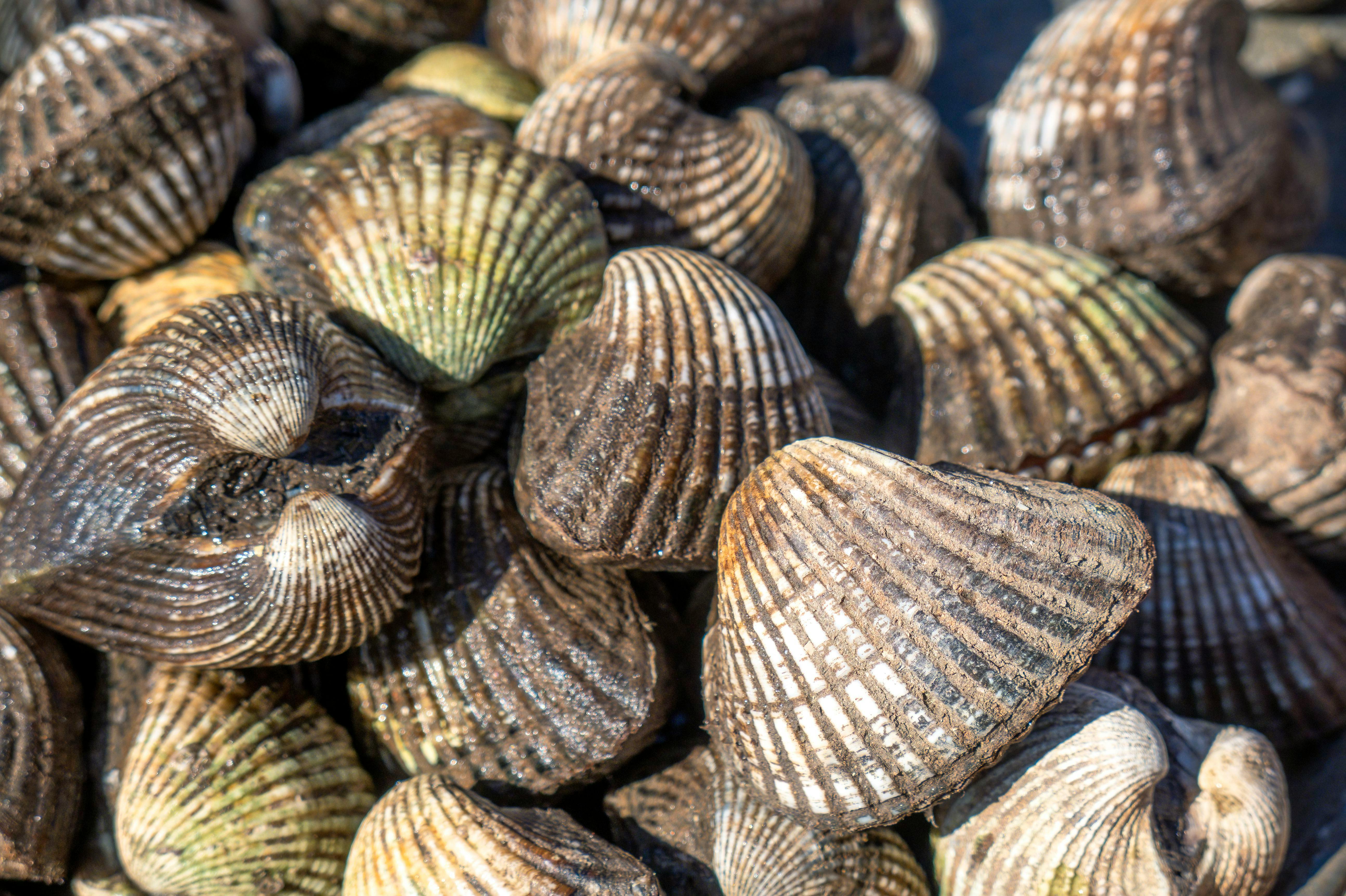 Collection of Assorted Shells · Free Stock Photo