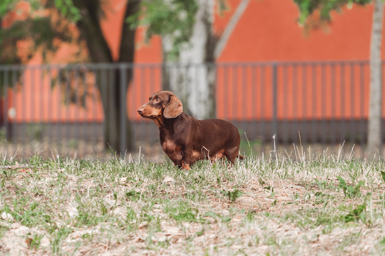 A Wiener Dog's Complete Guide to Care and Happy Ownership