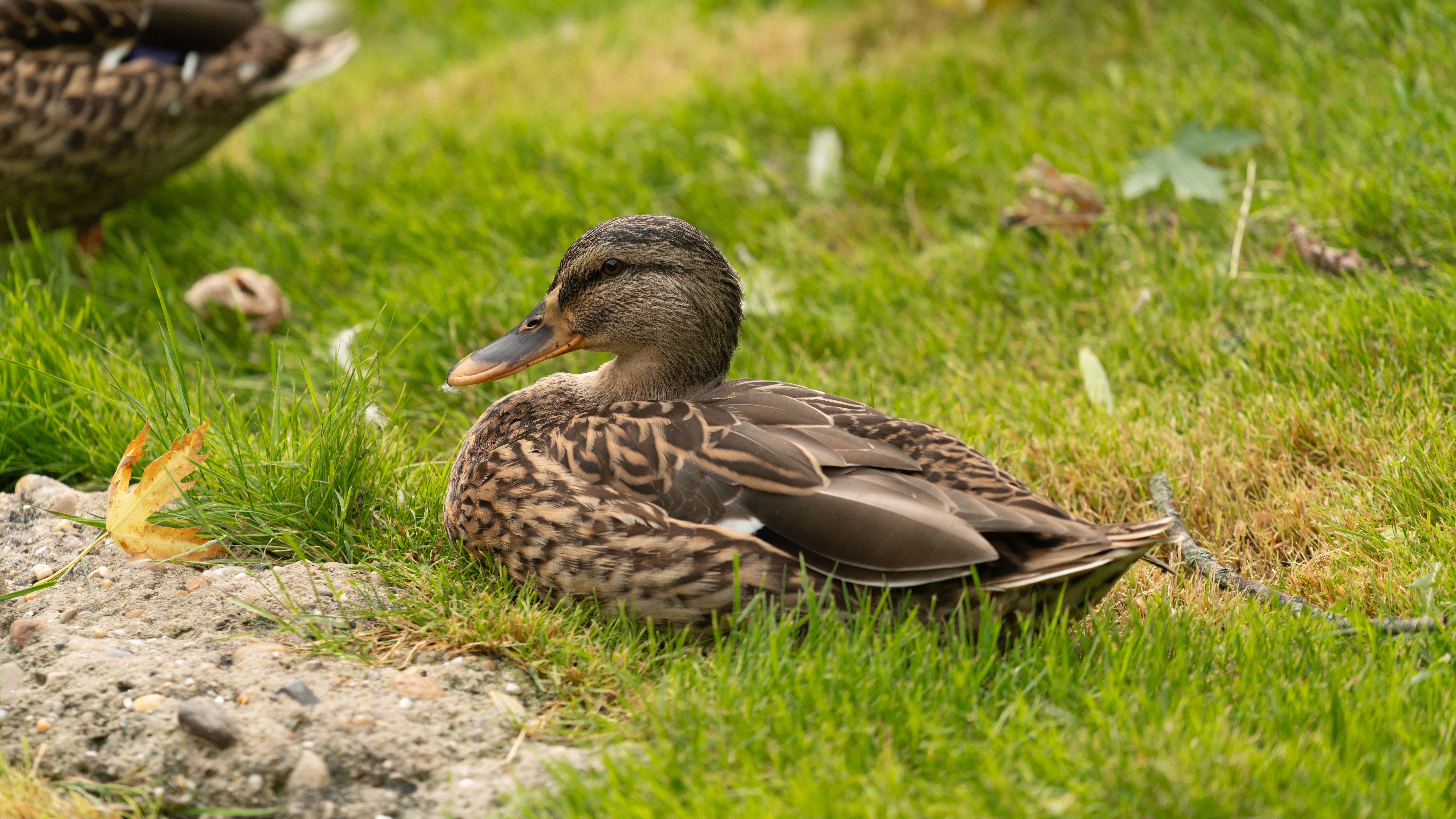 Close up of Duck · Free Stock Photo