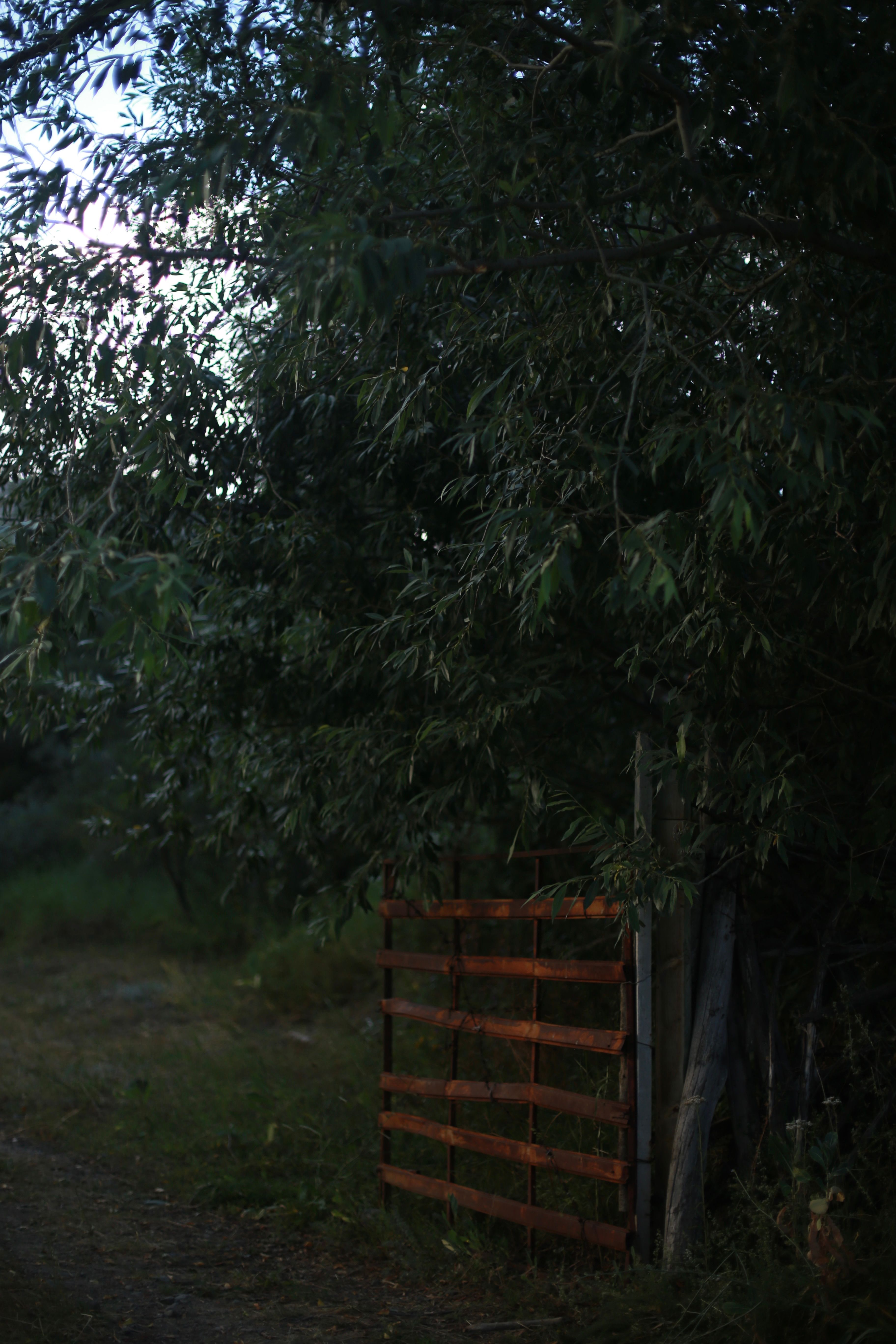 Trees over Orchard Gate · Free Stock Photo