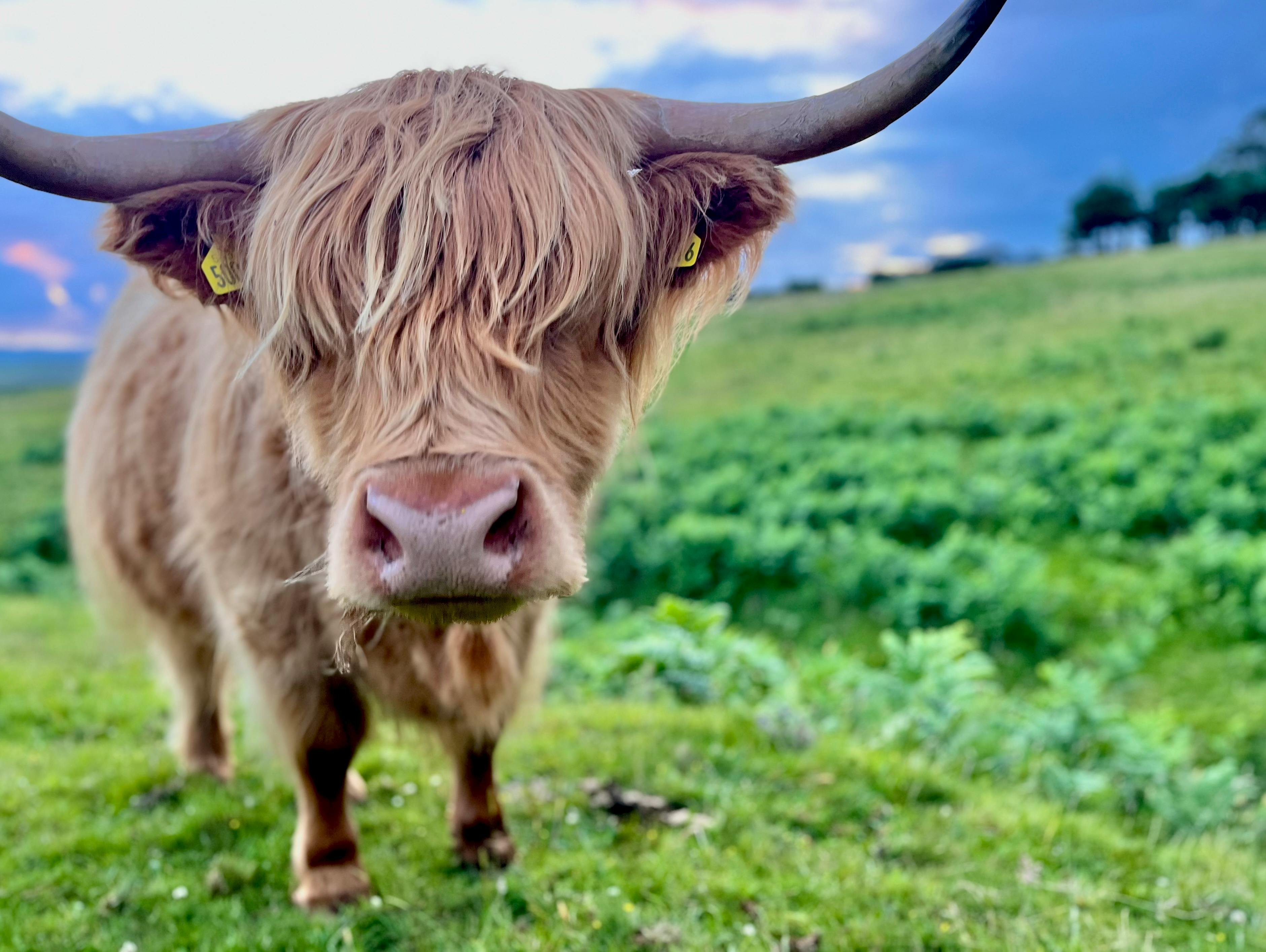 Calvin Paul Javier - Photography