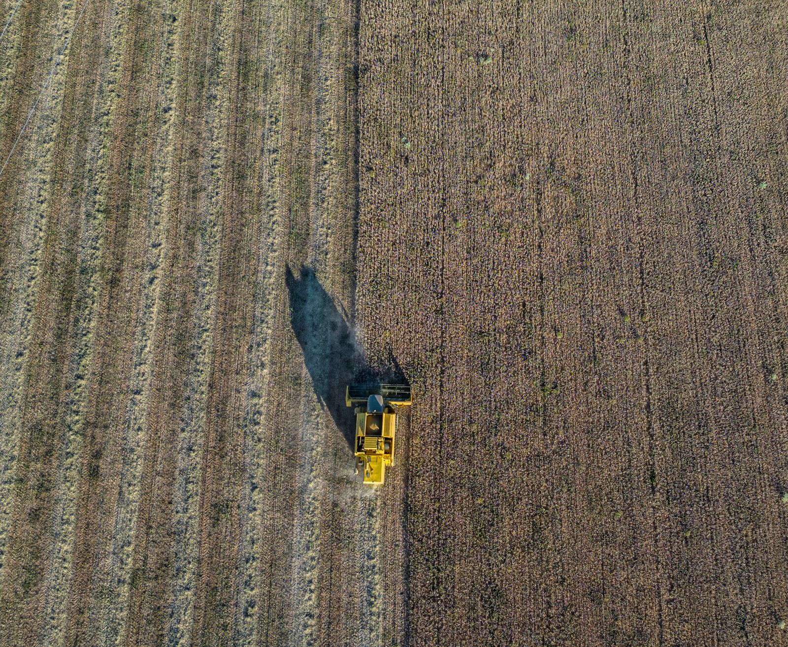 Yellow Crops Photos, Download The BEST Free Yellow Crops Stock Photos ...