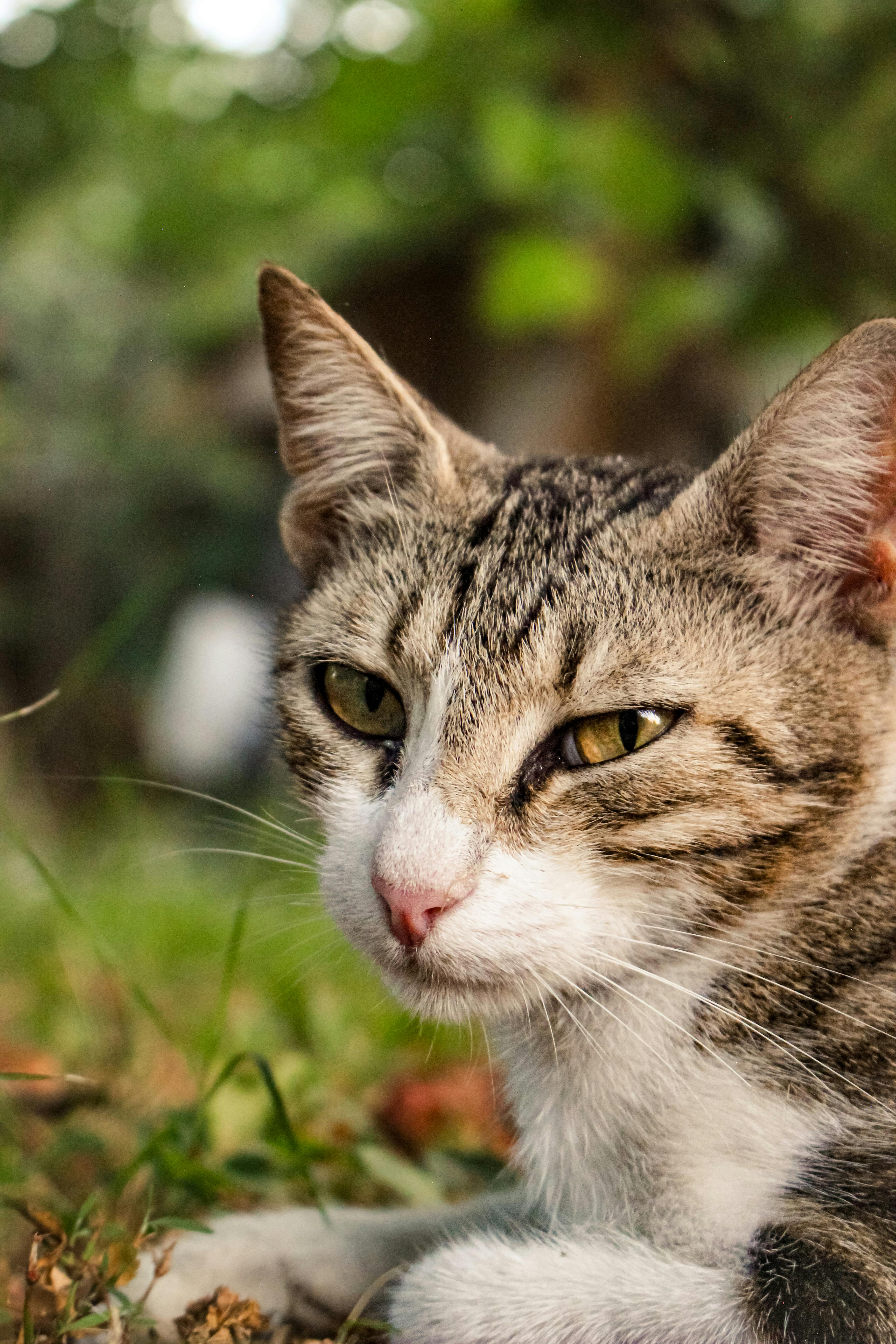 Close up of Cat Head · Free Stock Photo
