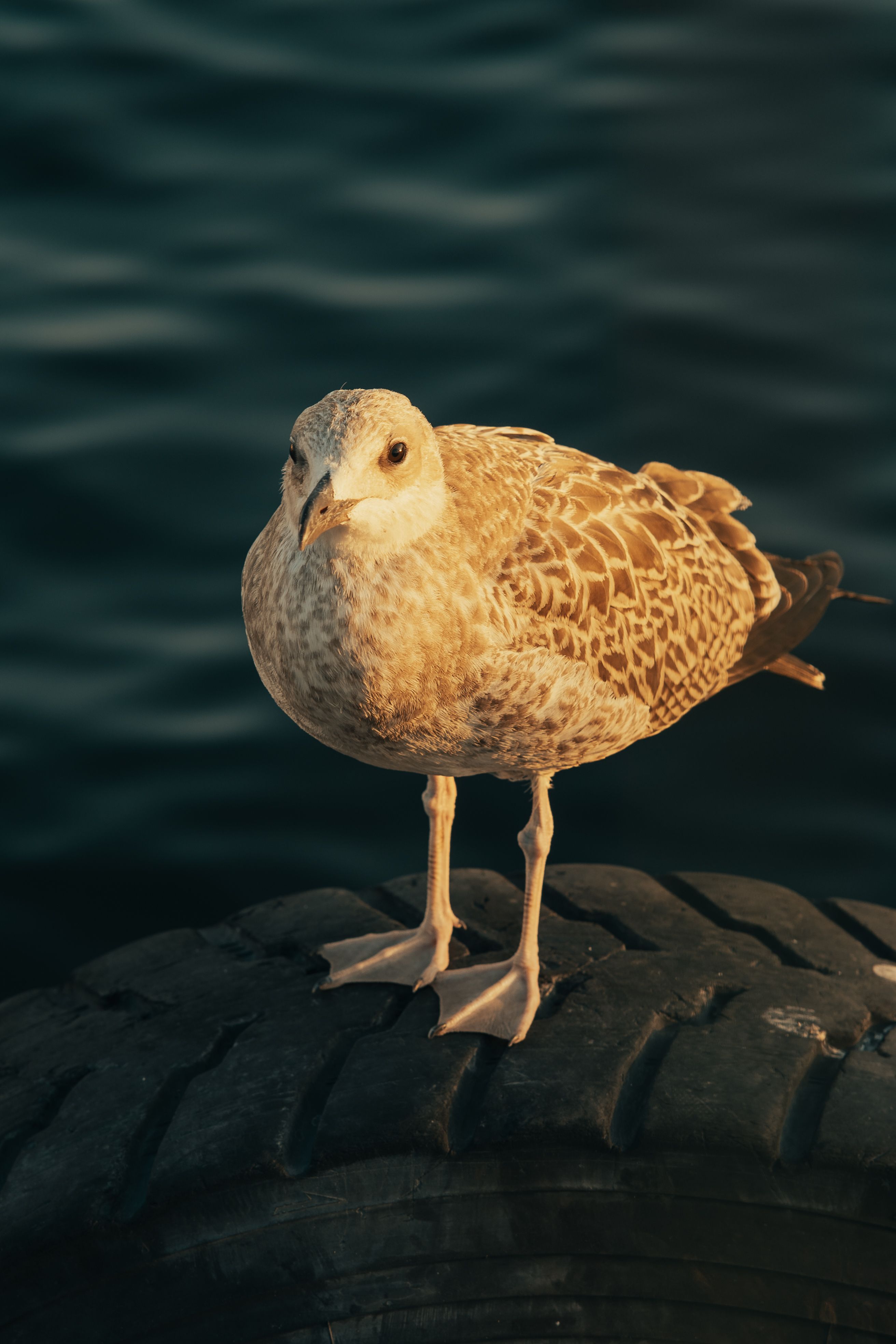 Close up of Flying Seagull · Free Stock Photo