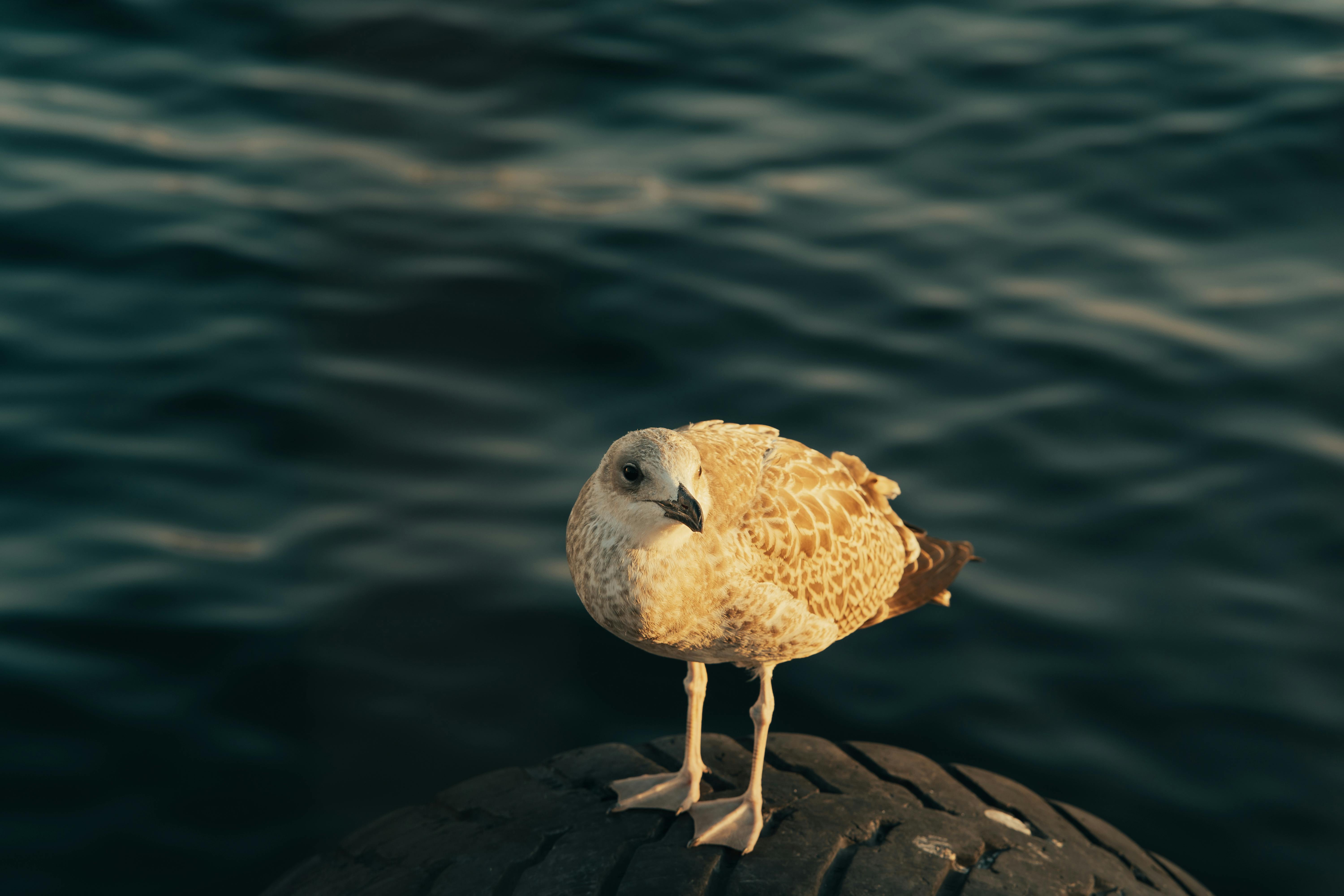 Seagull and Fish in Water · Free Stock Photo