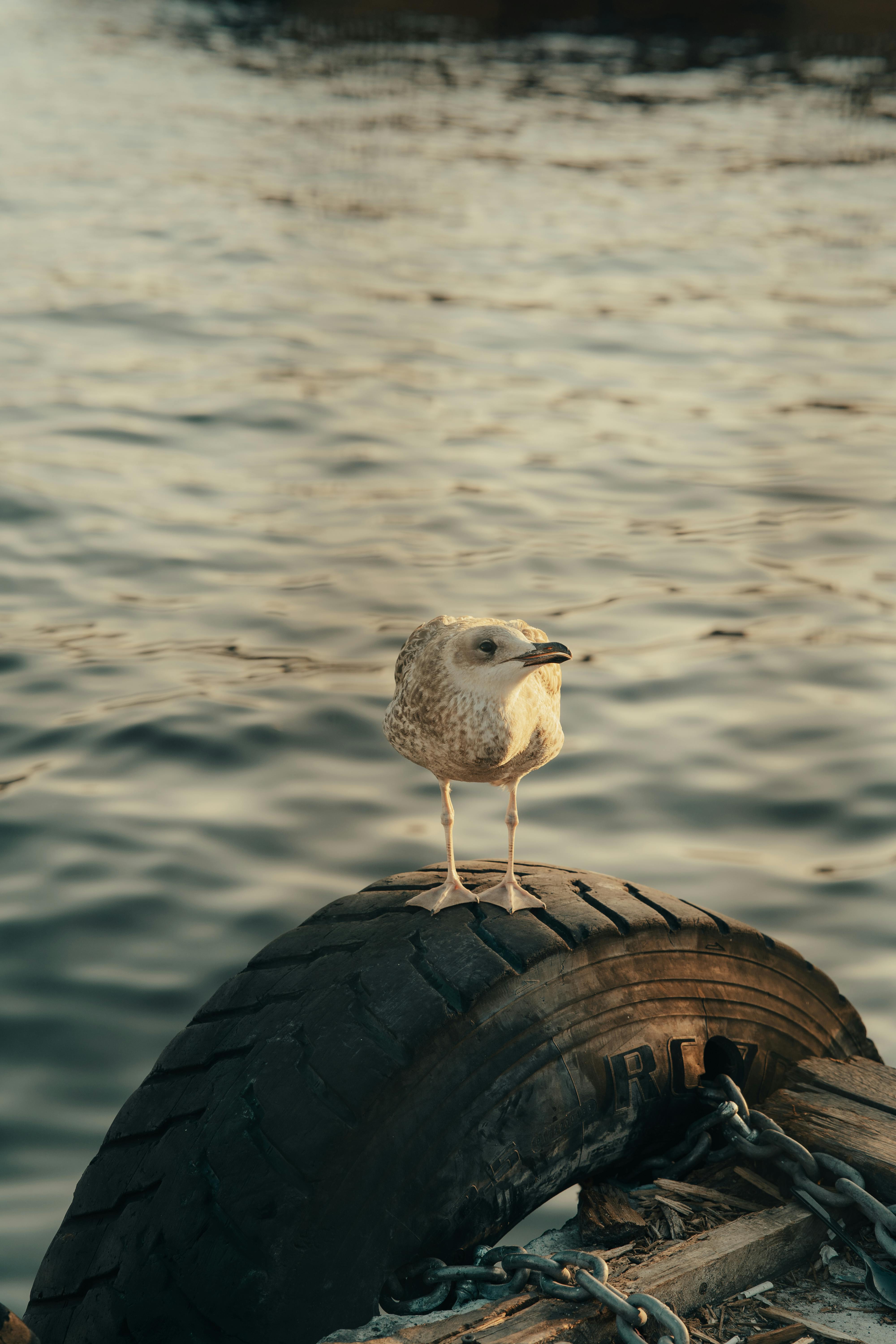 Cog Wheel Rigidity Photos, Download The BEST Free Cog Wheel Rigidity ...