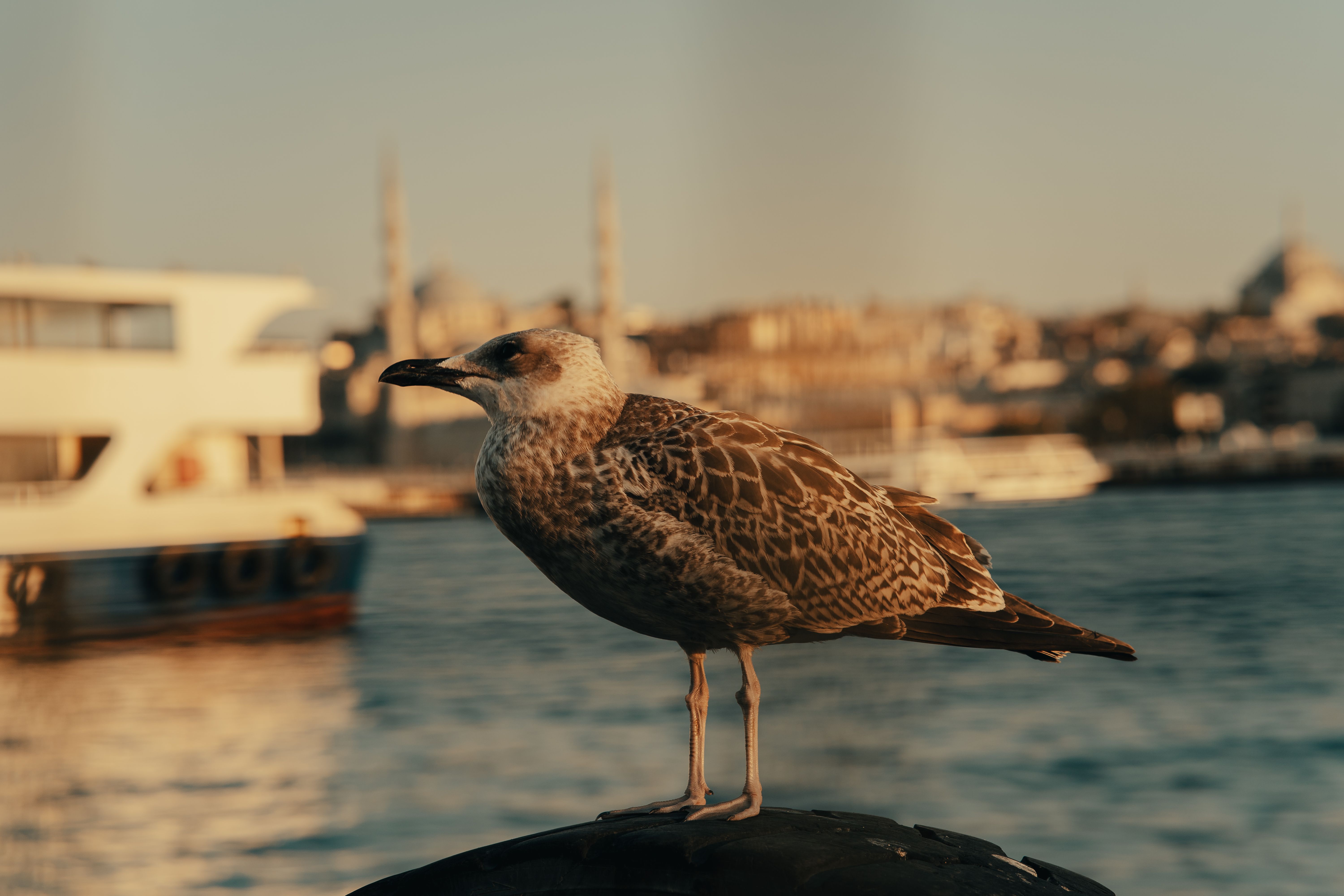 Seagull Floating in Bay next to Buoy · Free Stock Photo