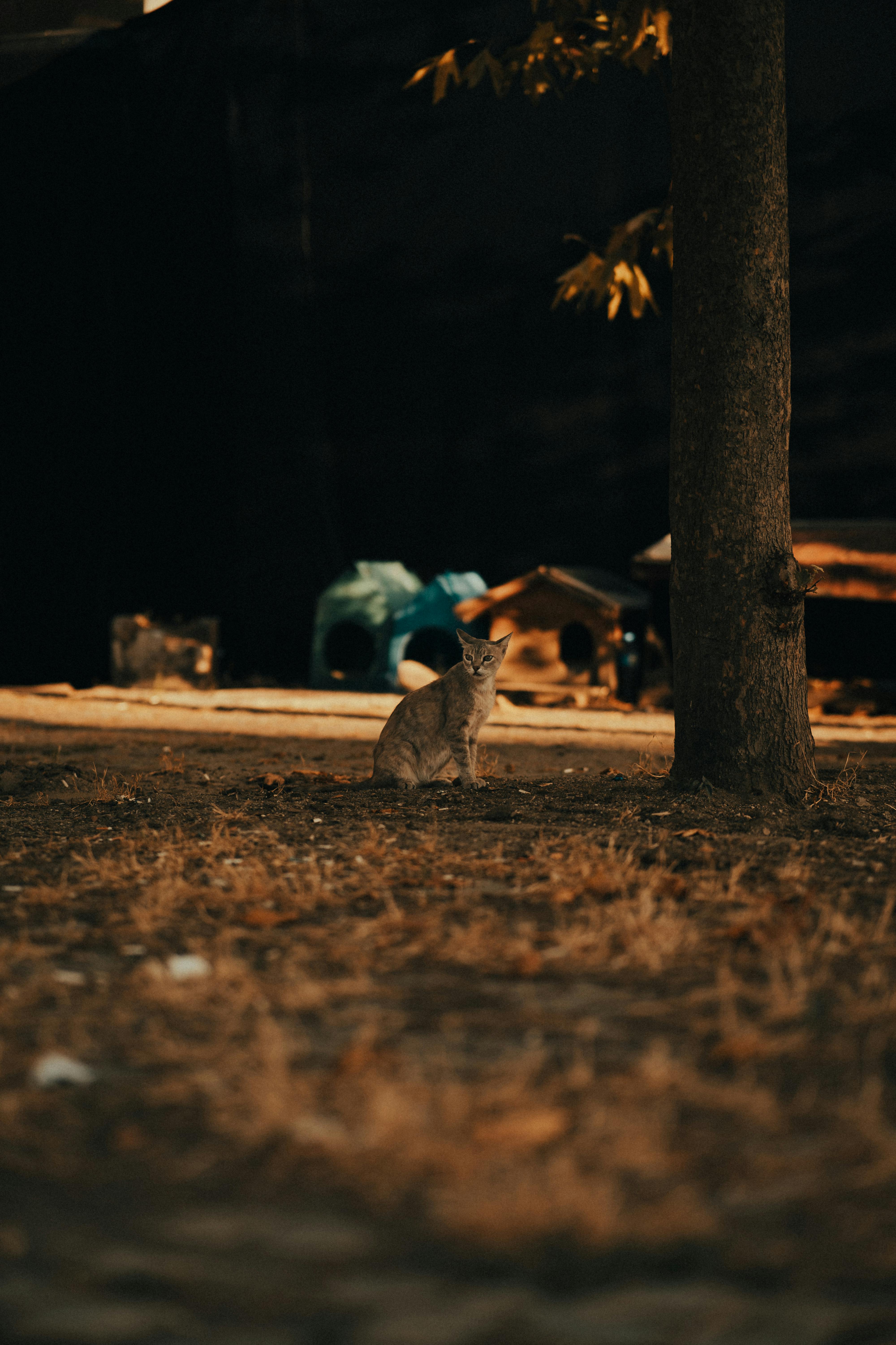 Tree near Building in Park · Free Stock Photo