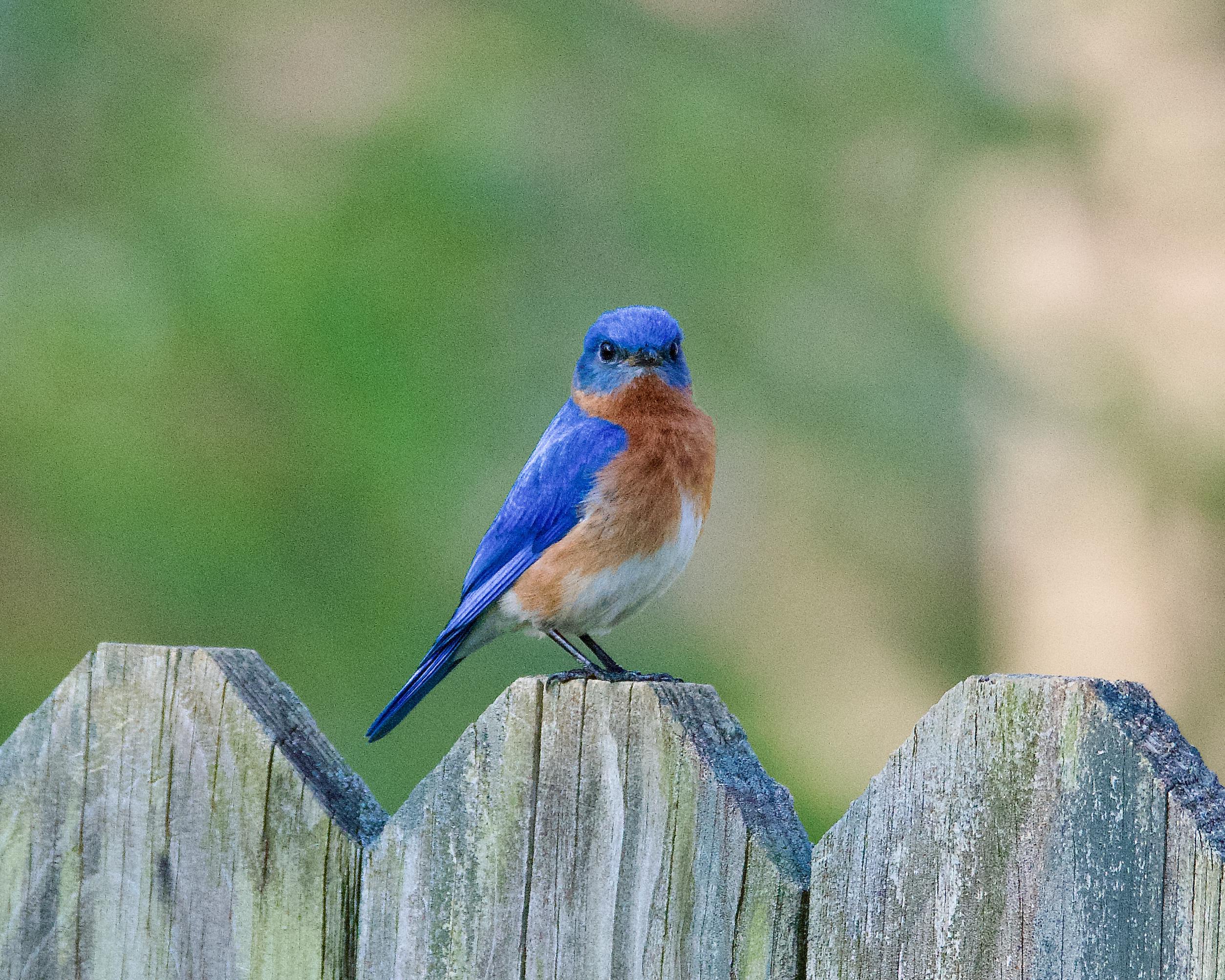 Eastern Bluebird 25 Photos & Videos Collected by A. G. Rosales