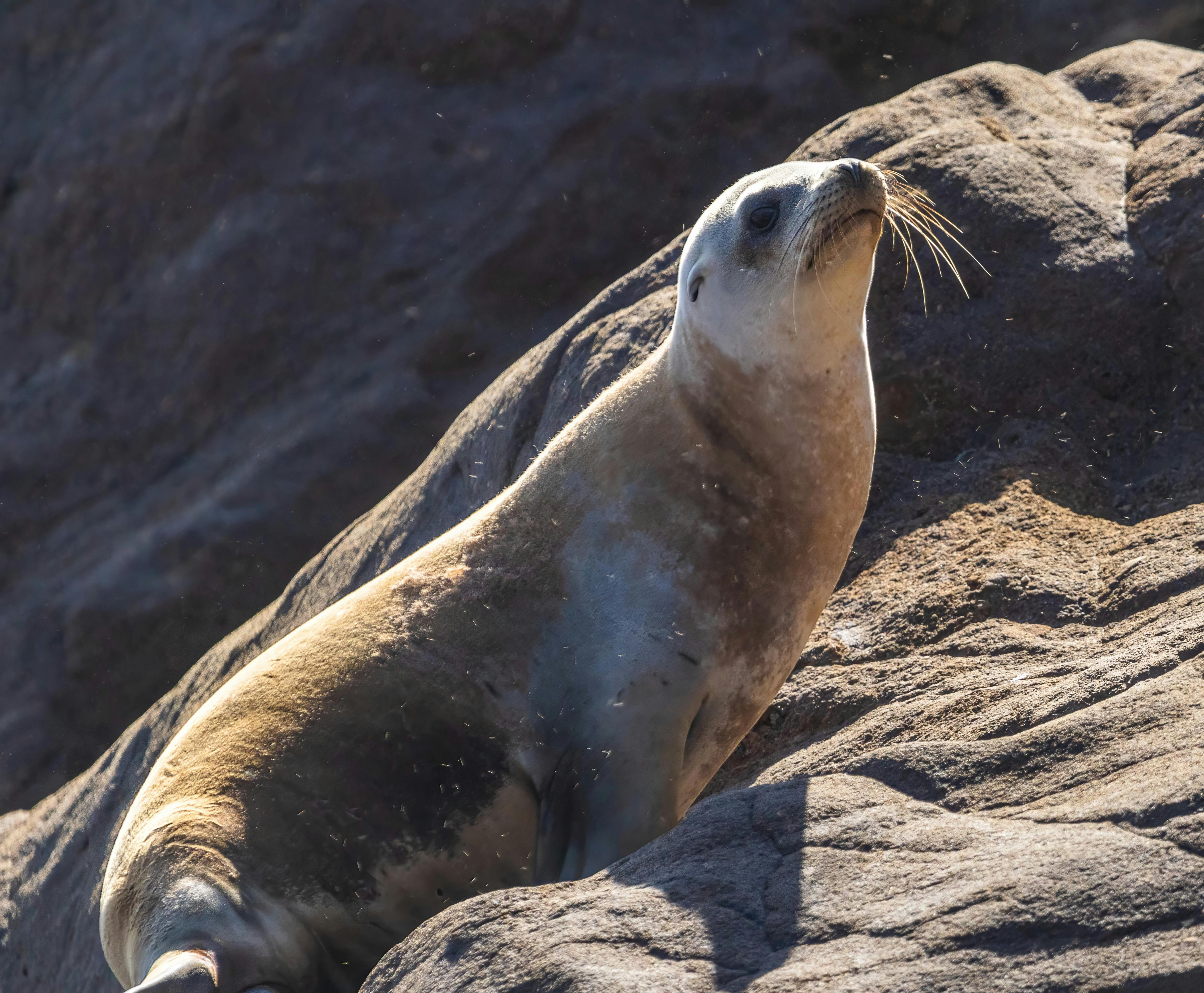 Sea Lion in Water Head Out Mouth Opened · Free Stock Photo