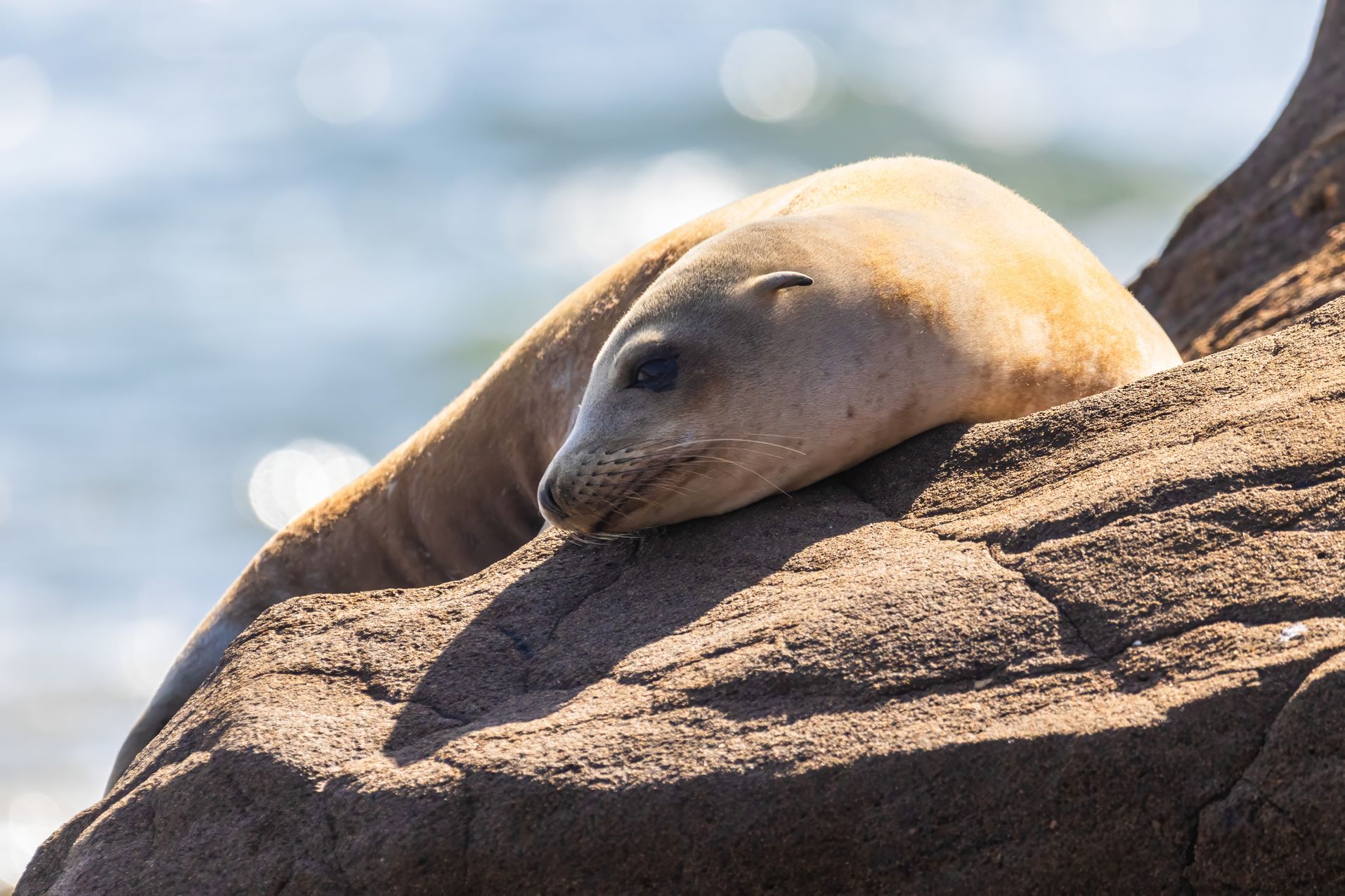 California Sea Lion Facts and Conservation Status