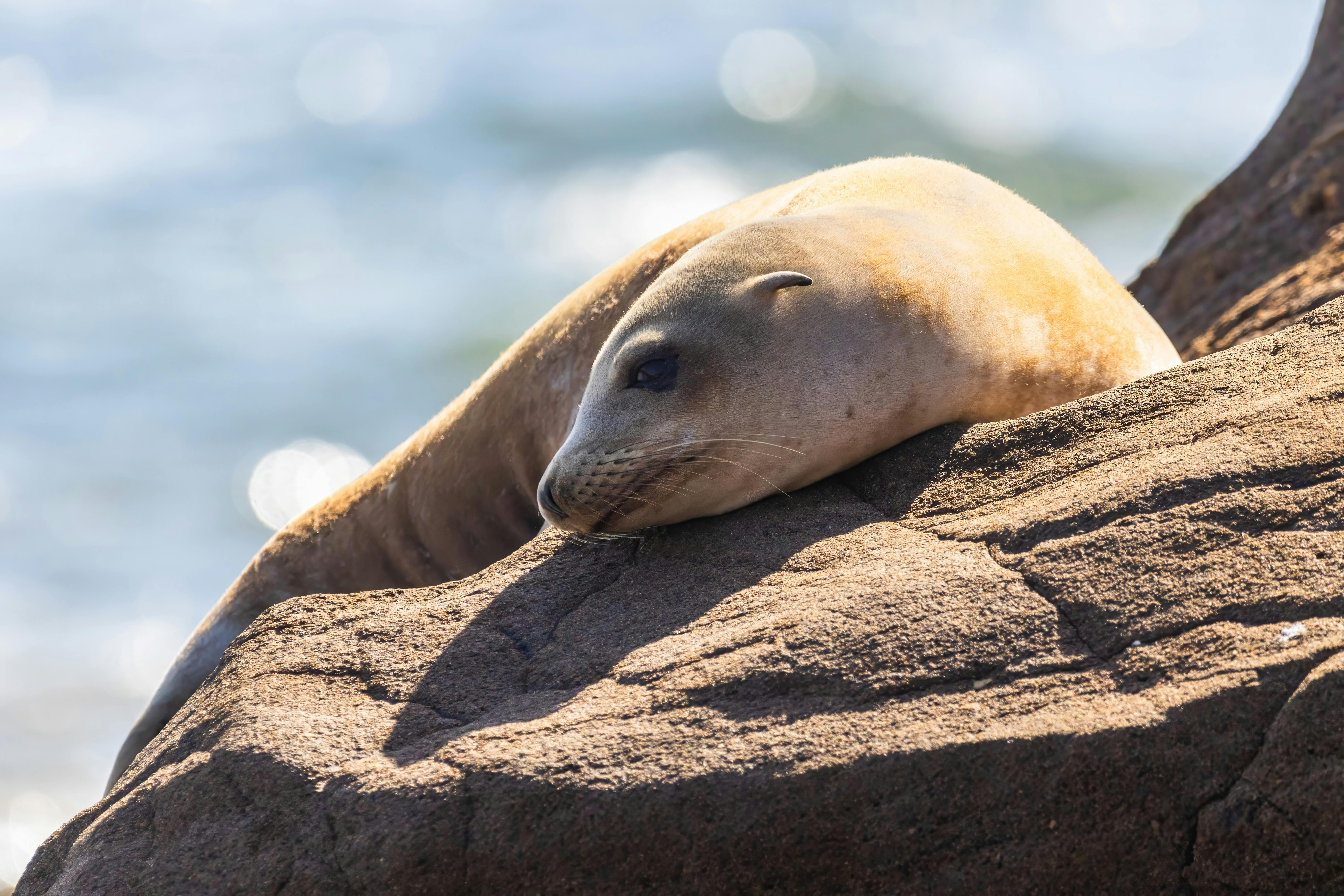 Foto de stock gratuita sobre acostado, fauna, foca, fotografía de ...