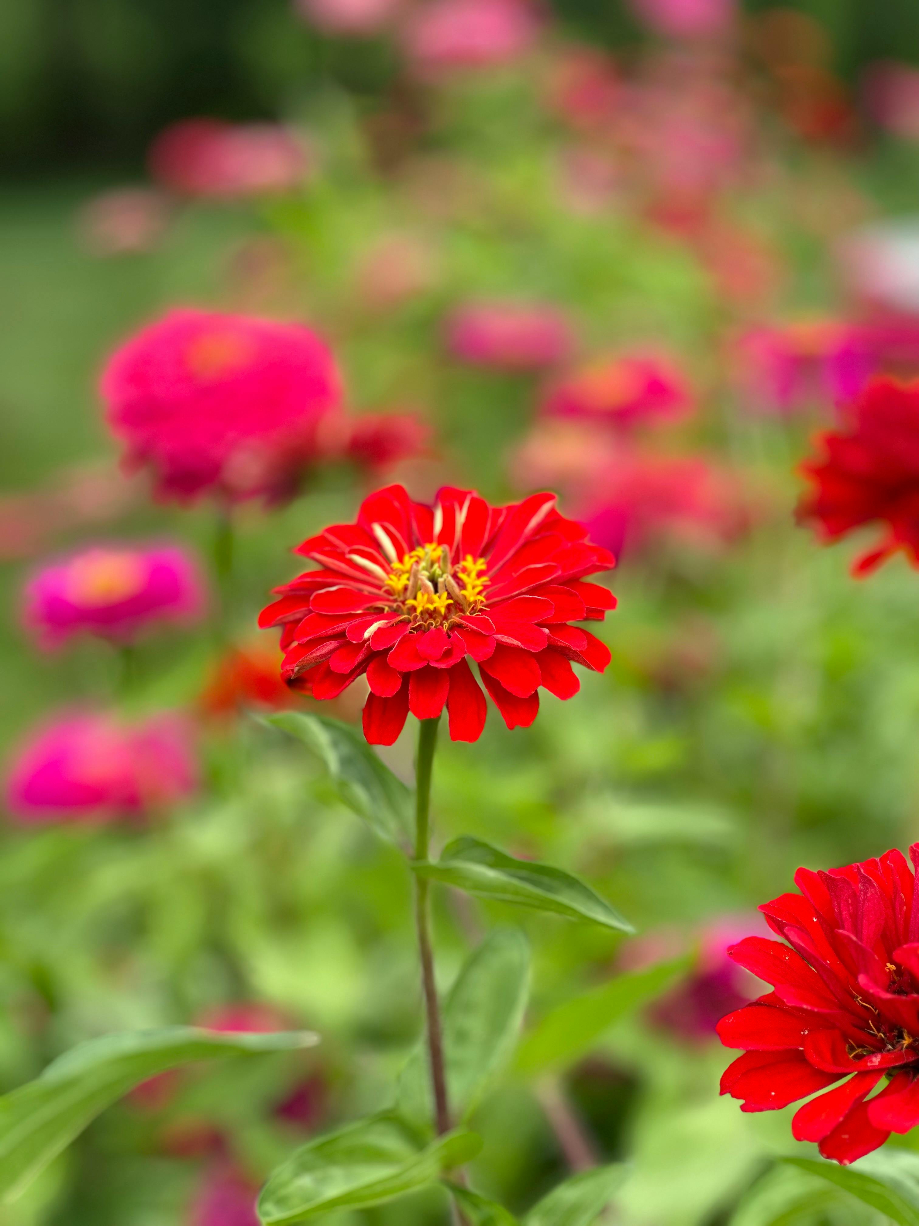 White Daisy with Green Stamens · Free Stock Photo