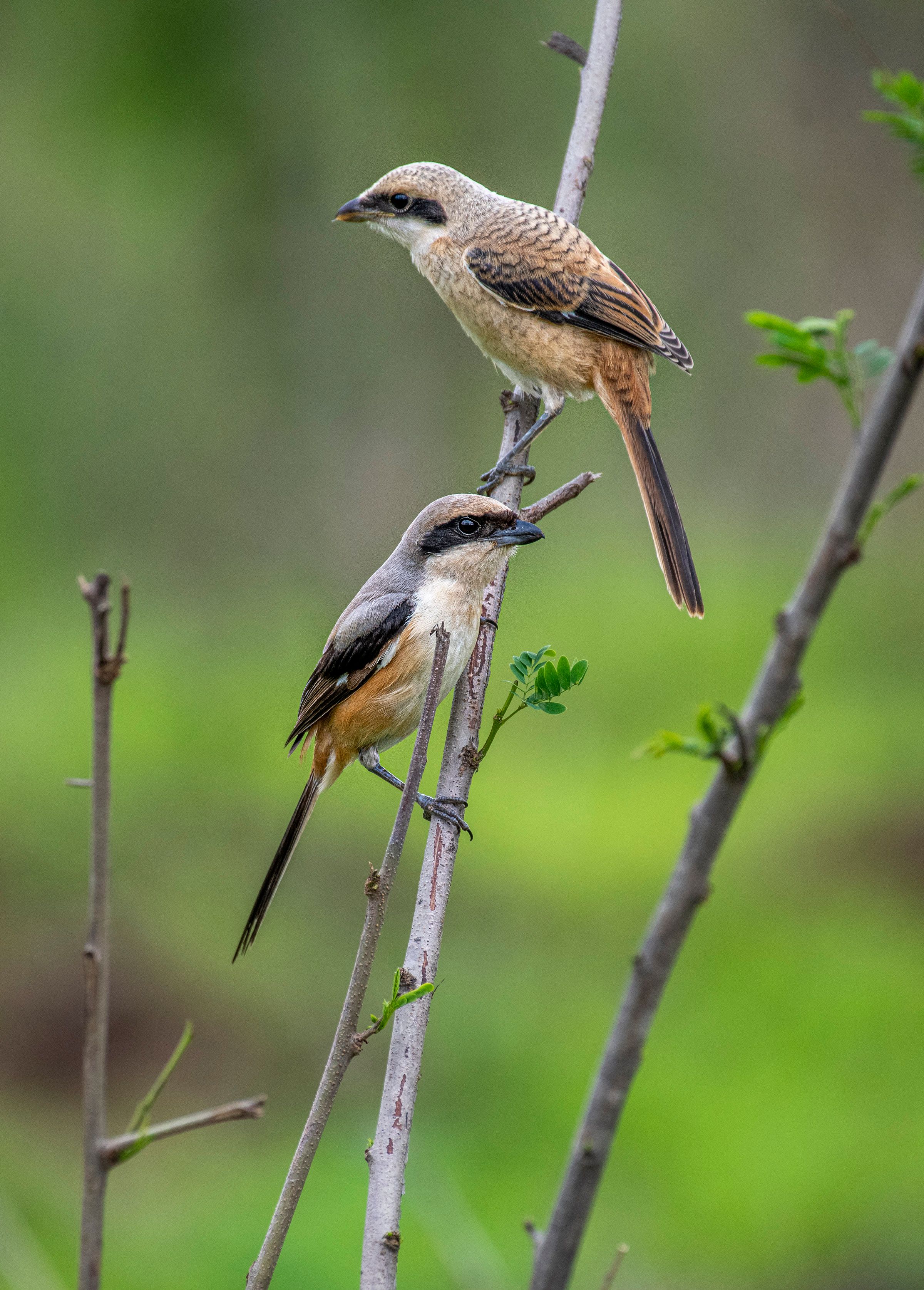 Shrikes Photos, Download The BEST Free Shrikes Stock Photos & HD Images