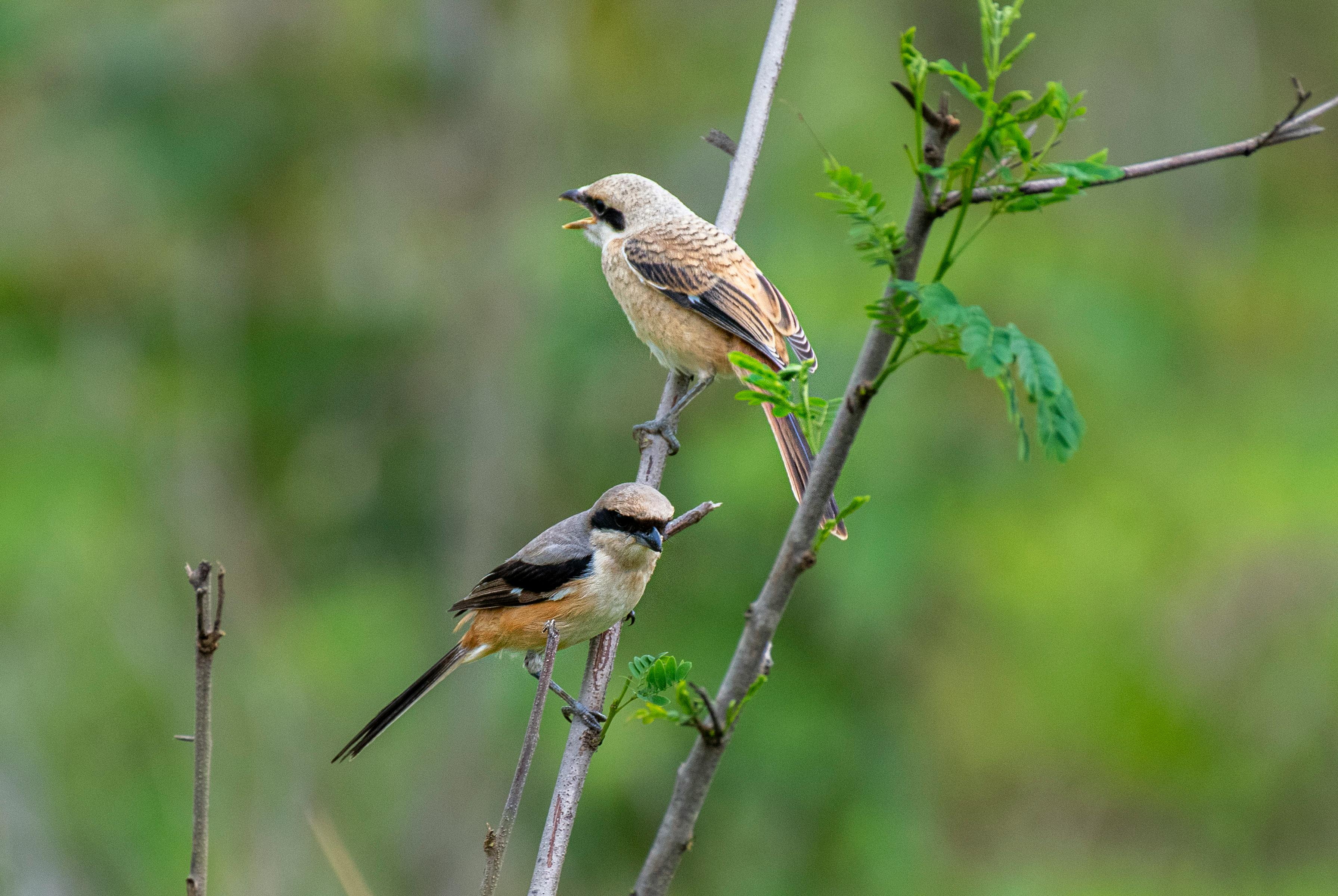 Wildlife Zookeeper Photos, Download The BEST Free Wildlife Zookeeper ...