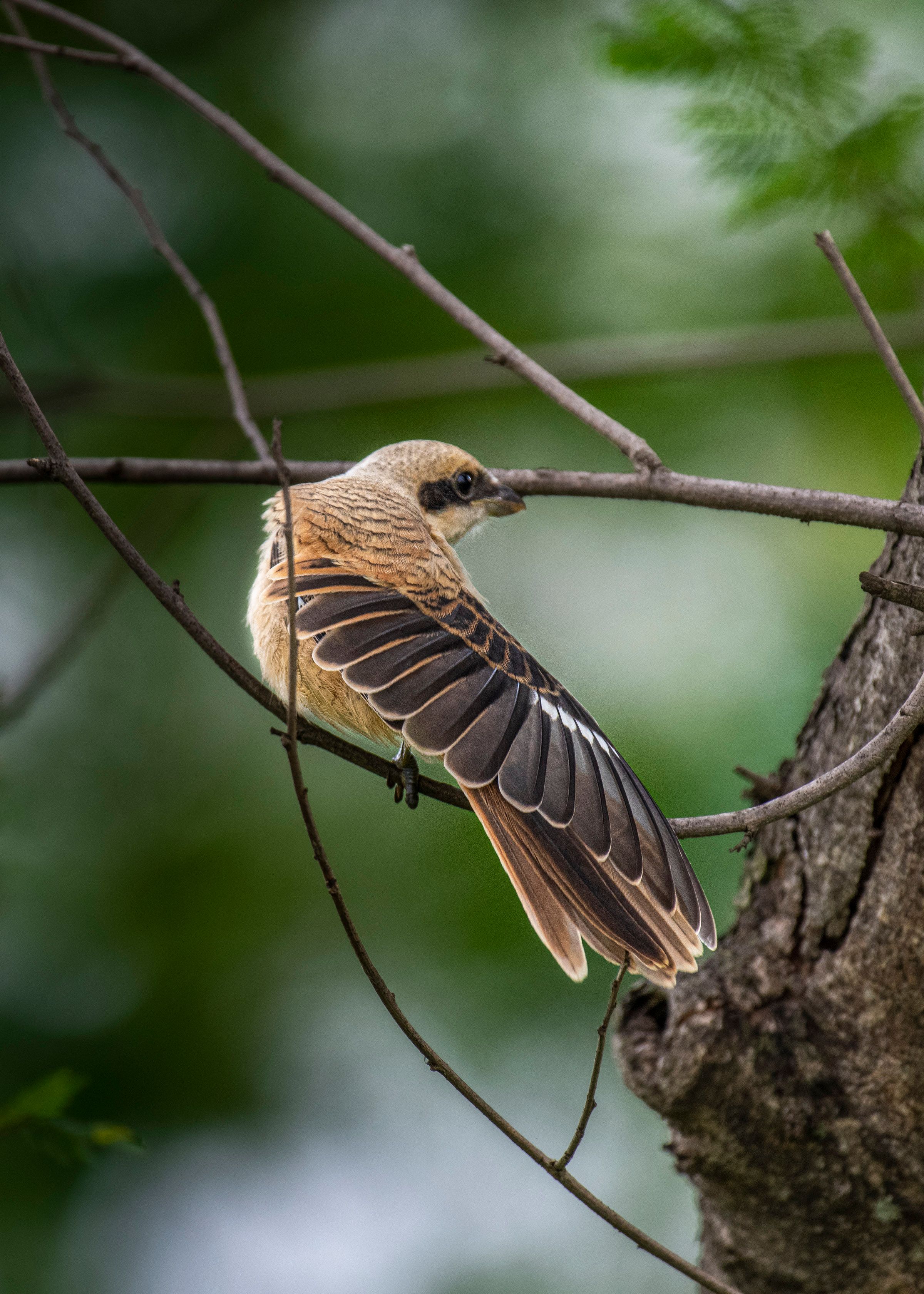 Bird On The Tree Photos, Download The BEST Free Bird On The Tree Stock ...