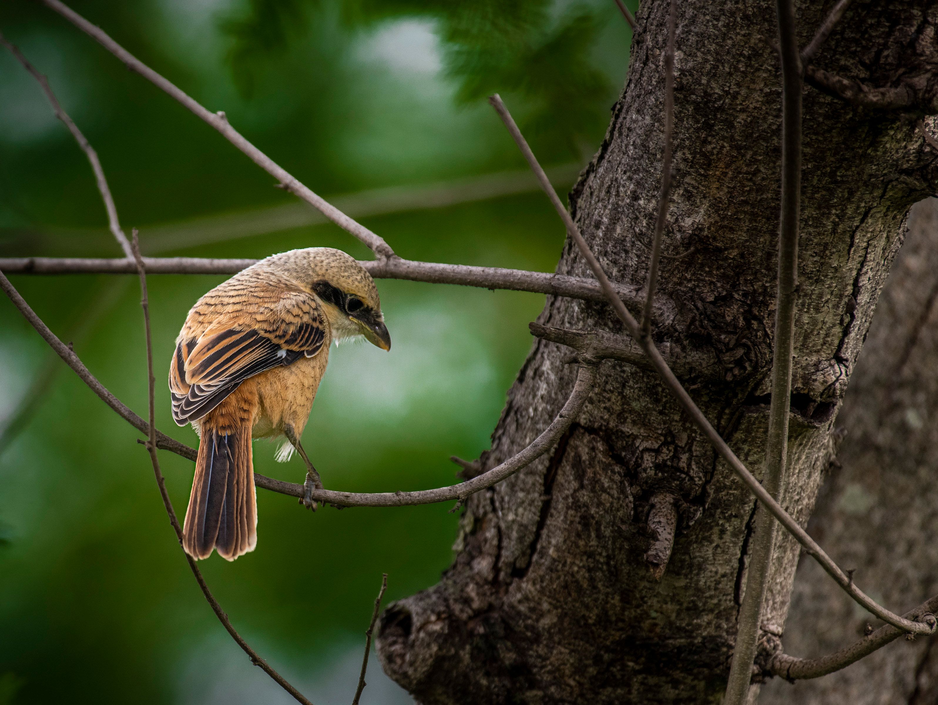 Bird On The Tree Photos, Download The BEST Free Bird On The Tree Stock ...