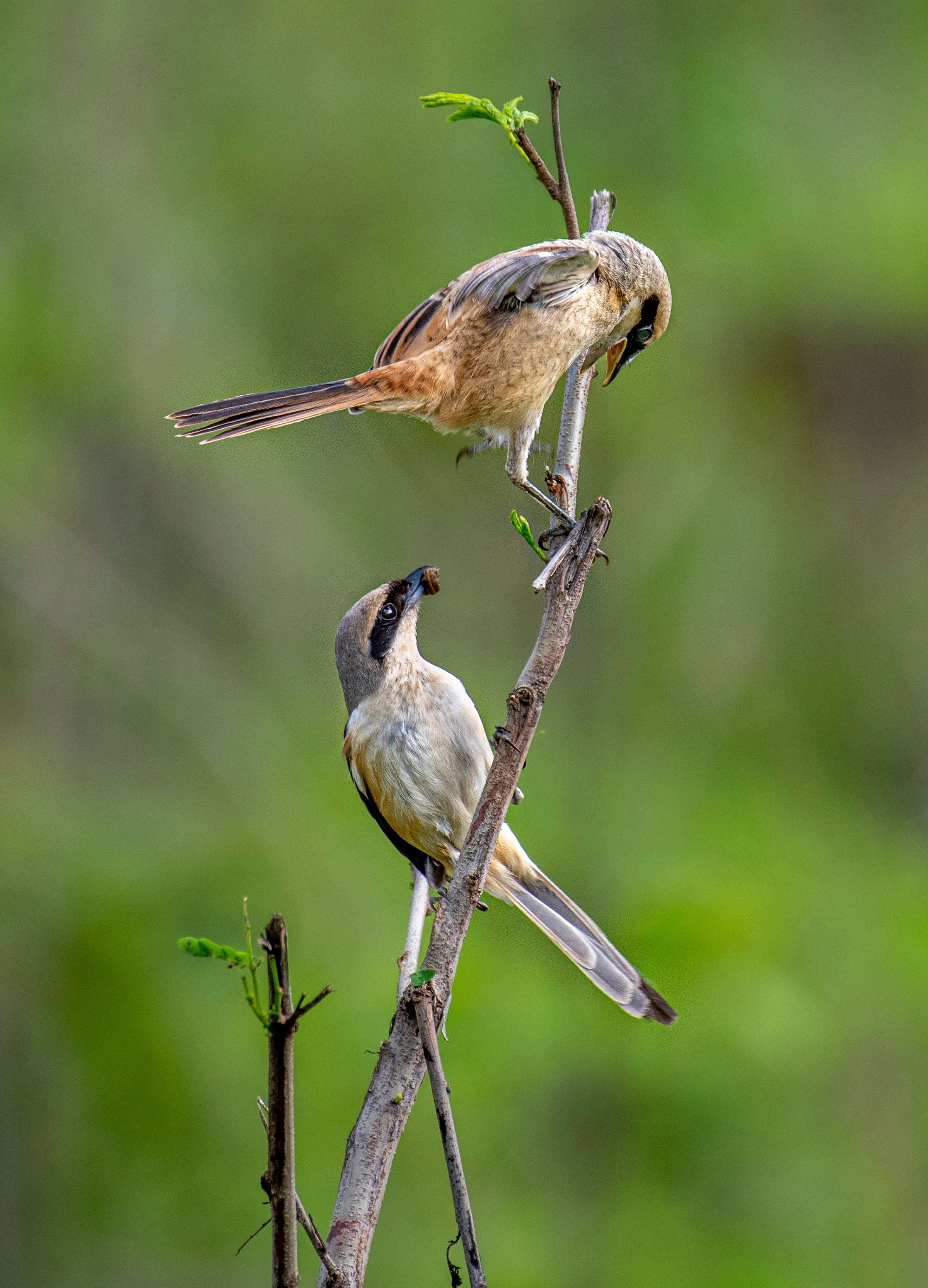 Grey-Backed Shrike Birds Perching on Branch · Free Stock Photo