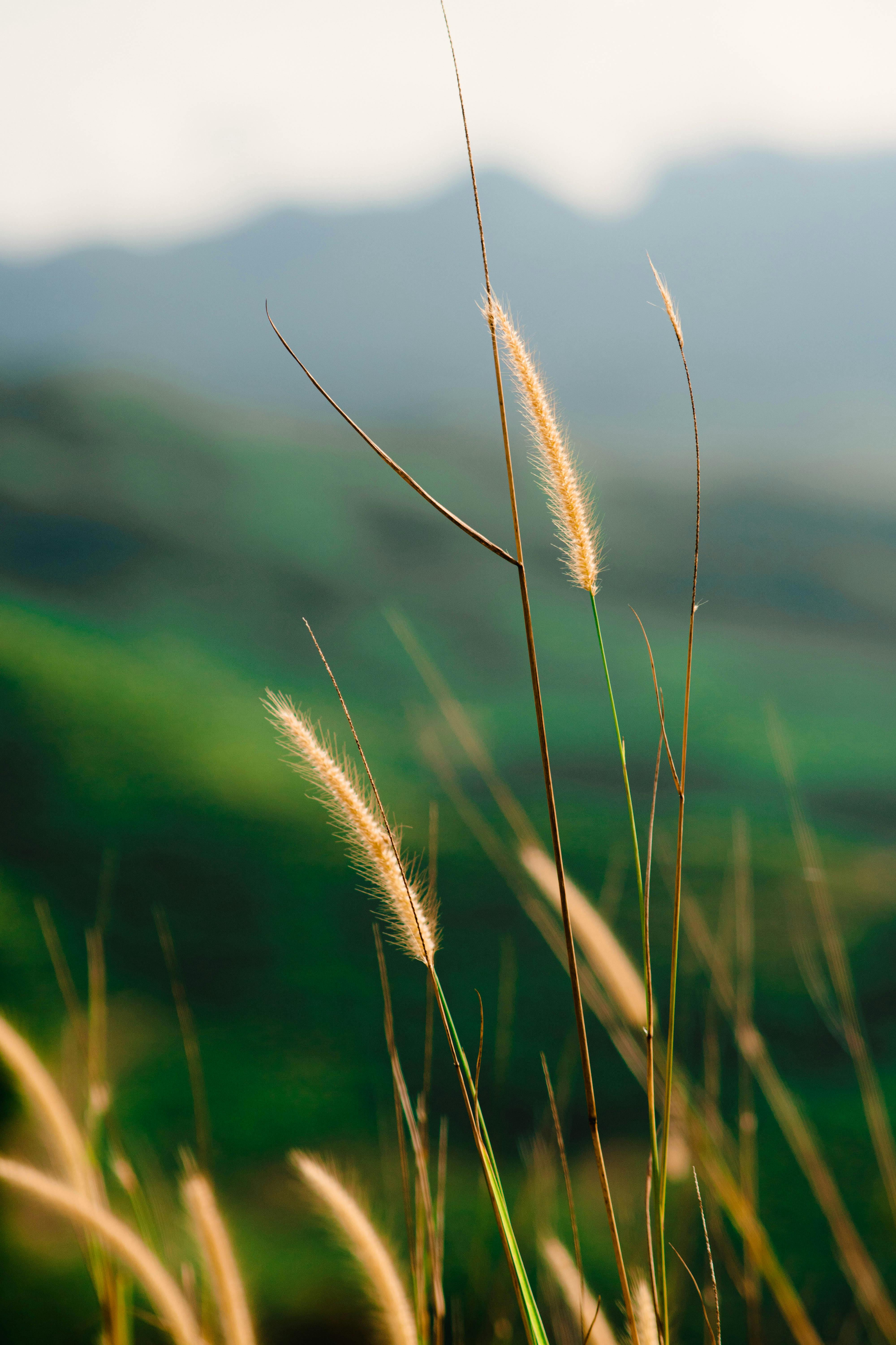 Thin Grasses in Nature · Free Stock Photo