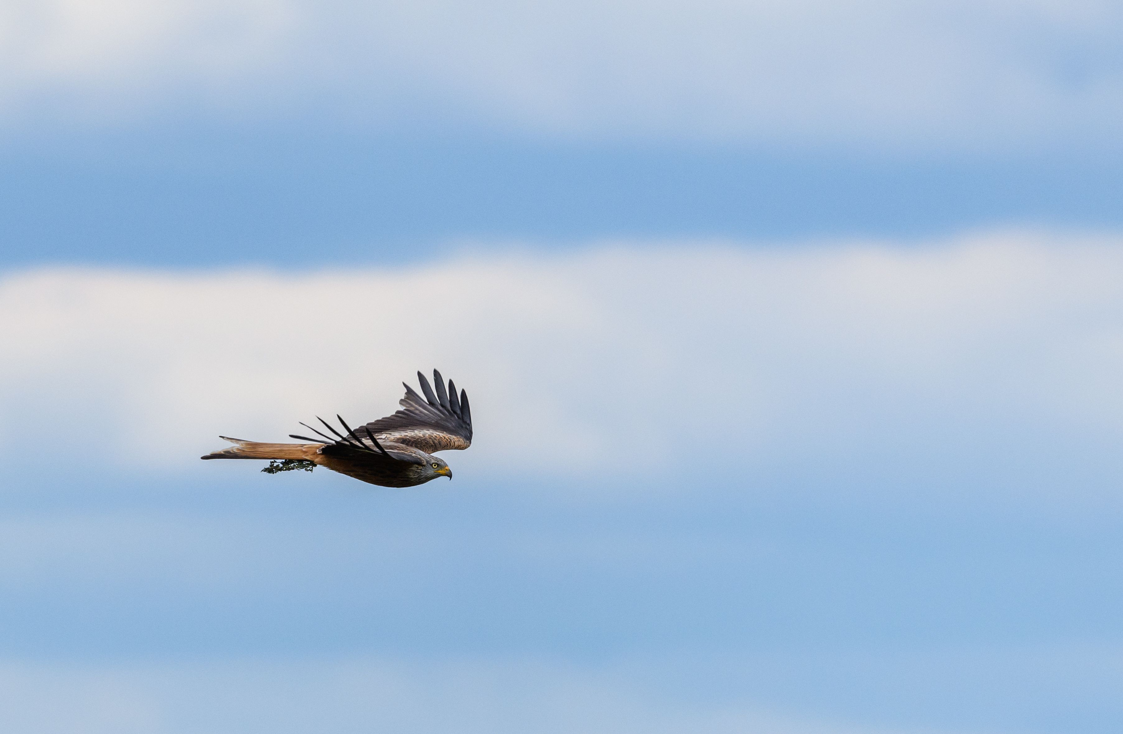 Red Kite Bird Flying · Free Stock Photo