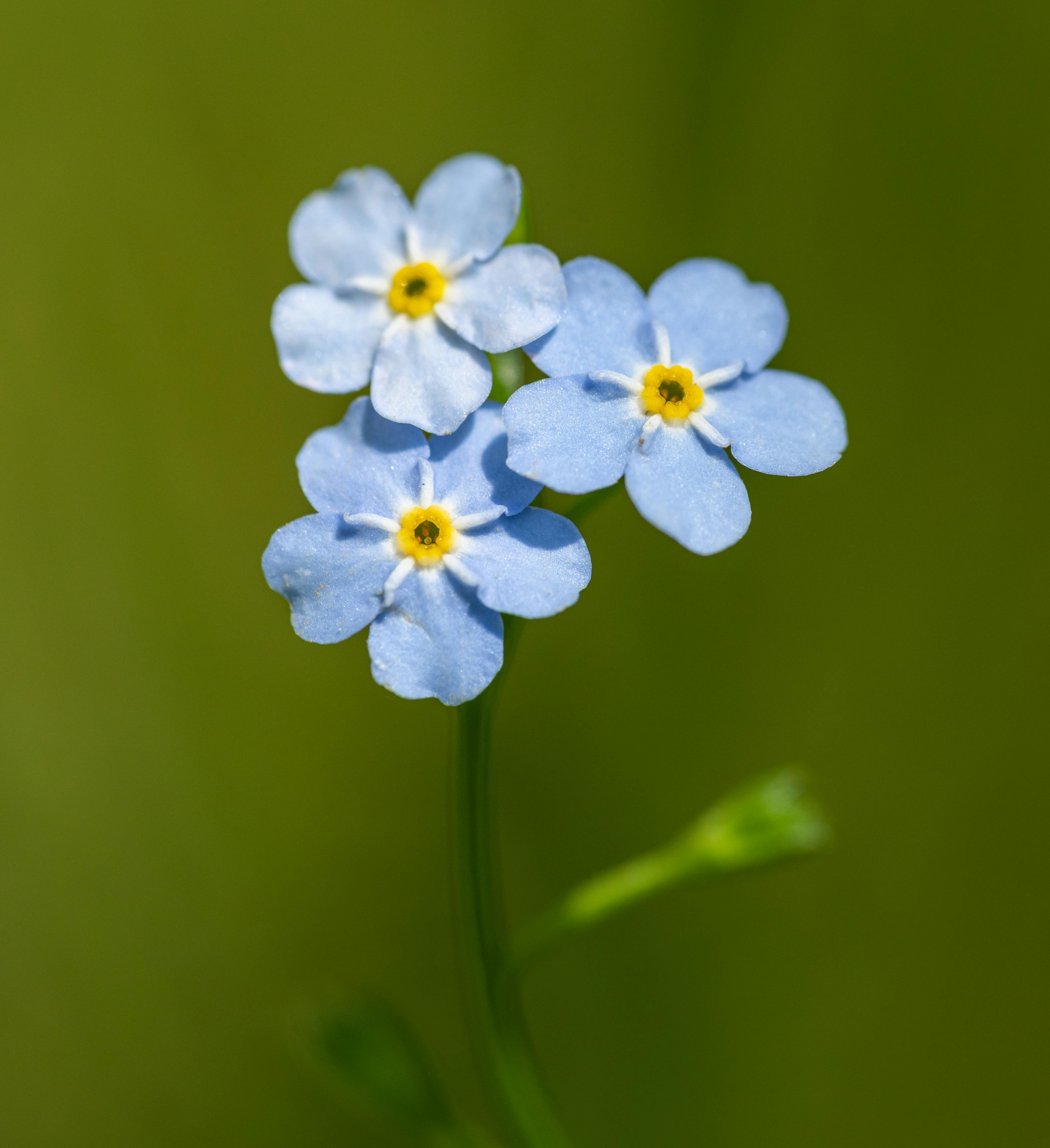 Blue True Forget-me-not Flowers · Free Stock Photo