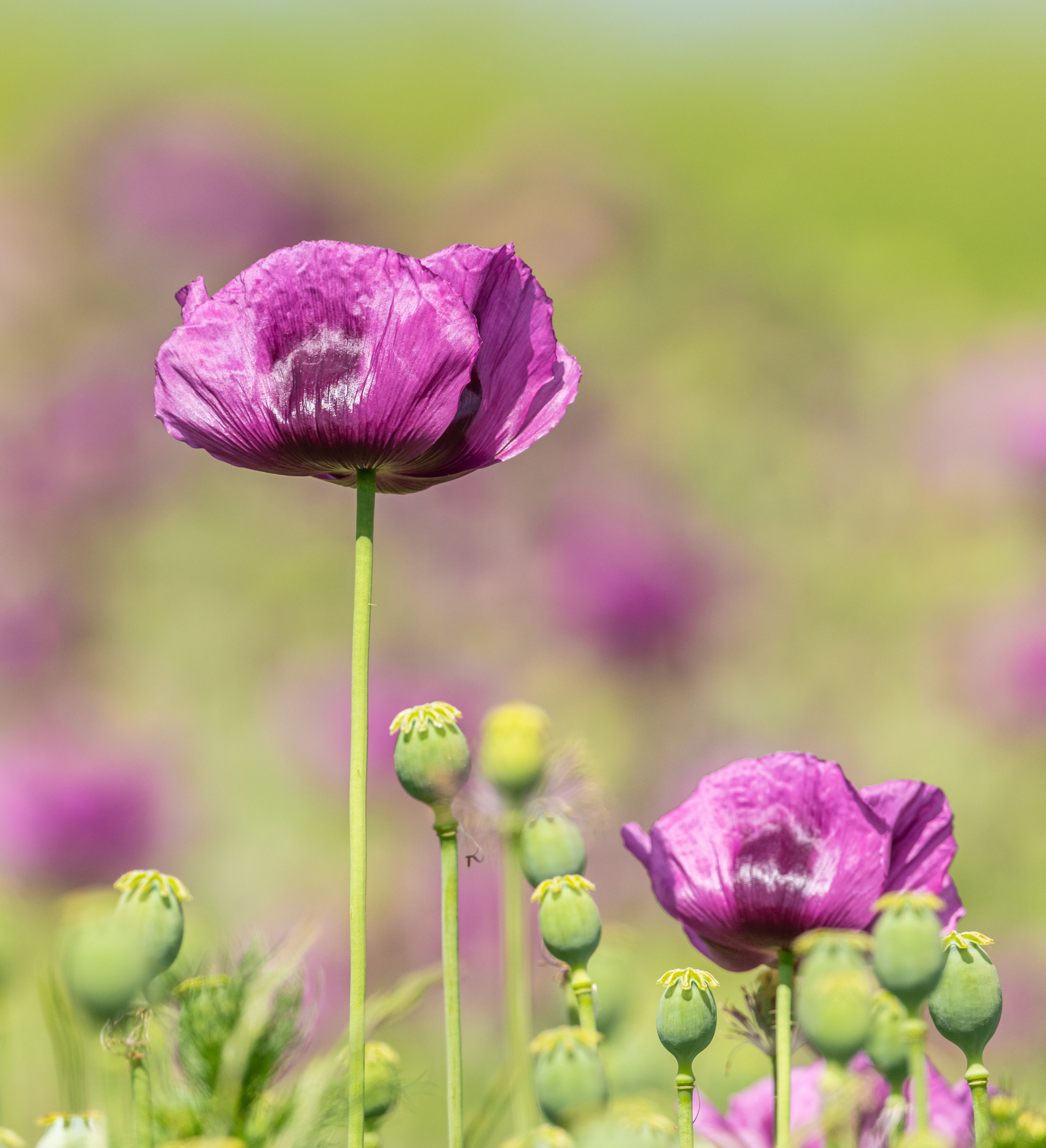 Blooming Violet Poppy Flowers · Free Stock Photo