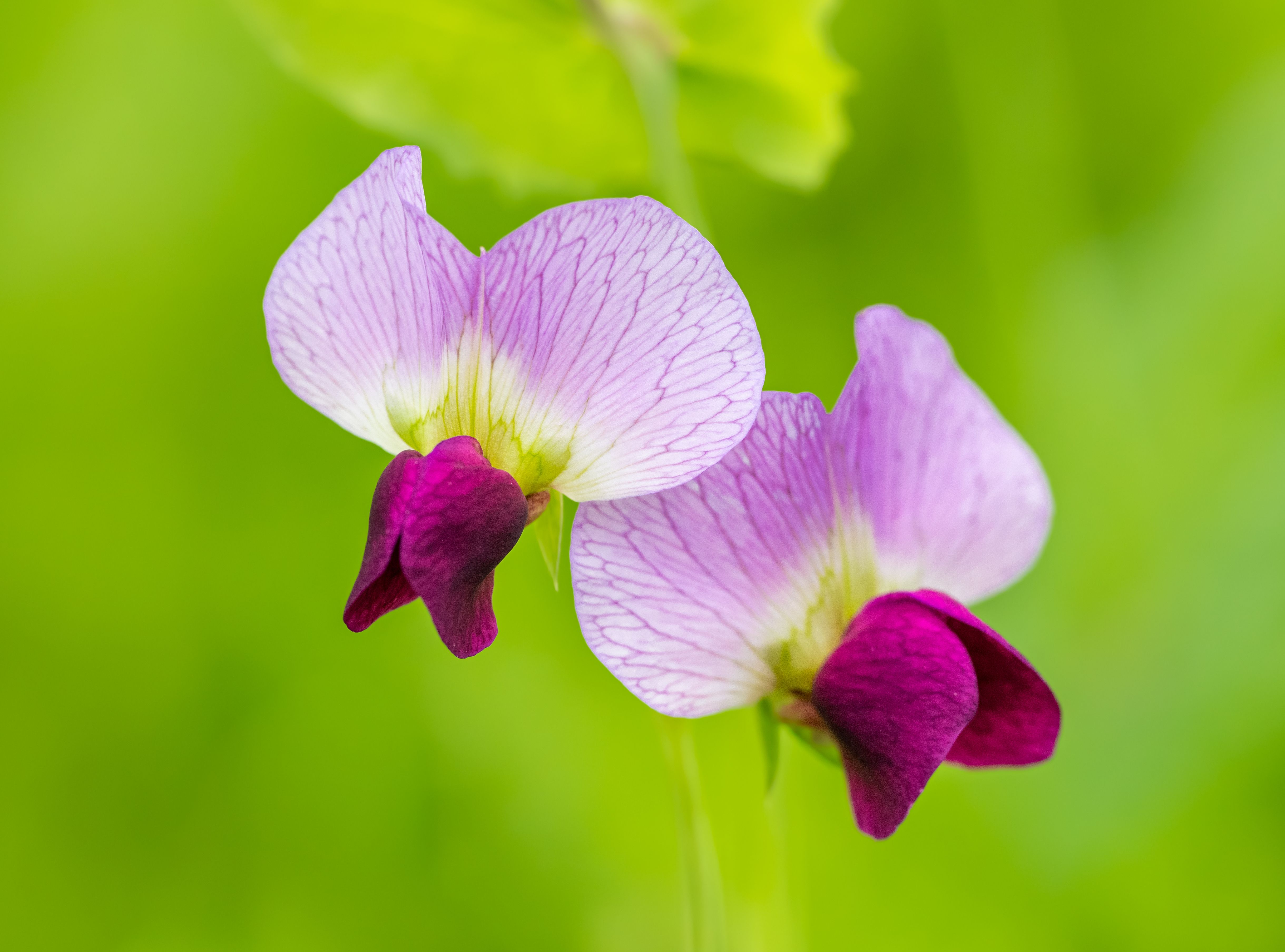 Flowers of Everlasting Pea Plant · Free Stock Photo