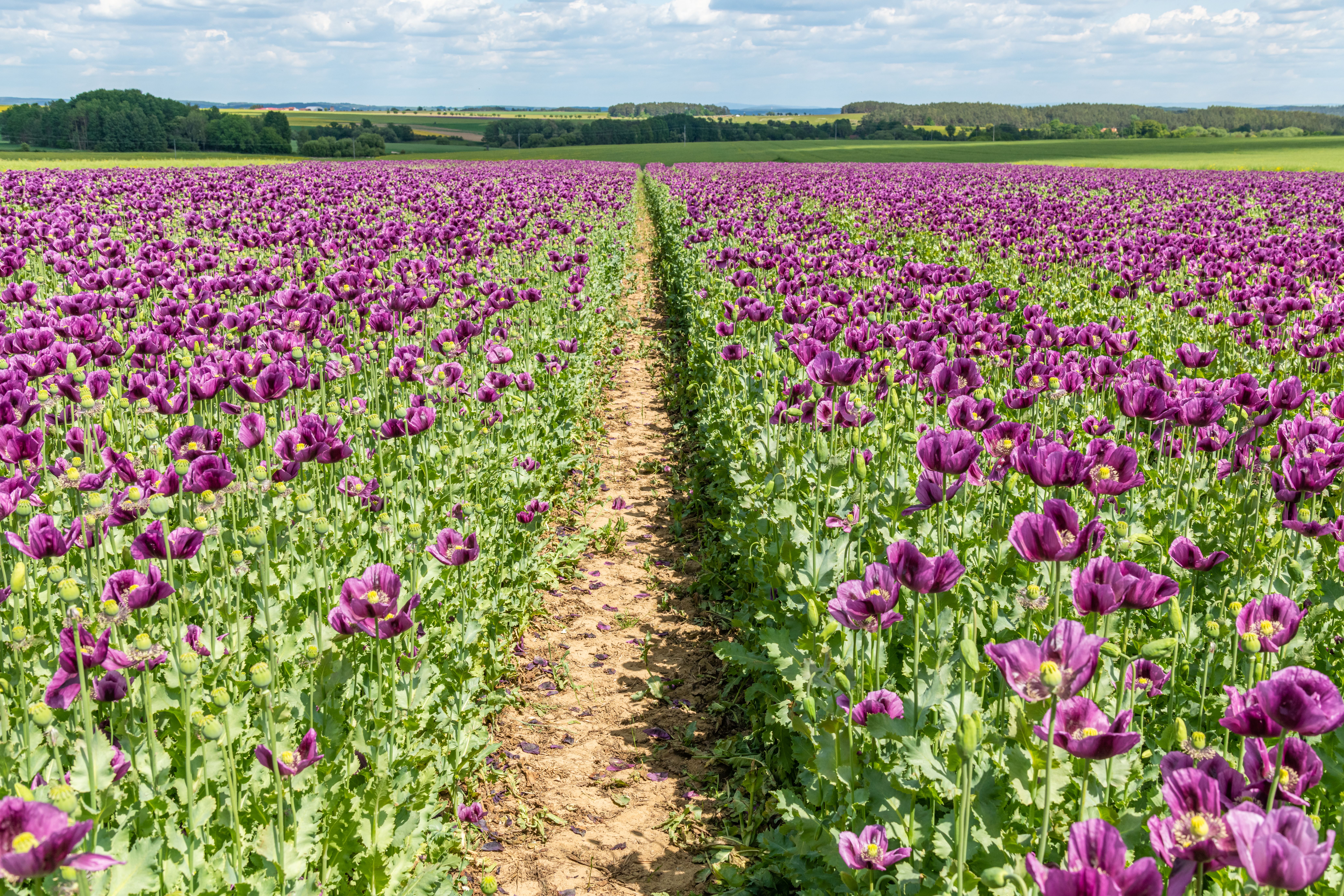 Field of Yellow Flowers · Free Stock Photo