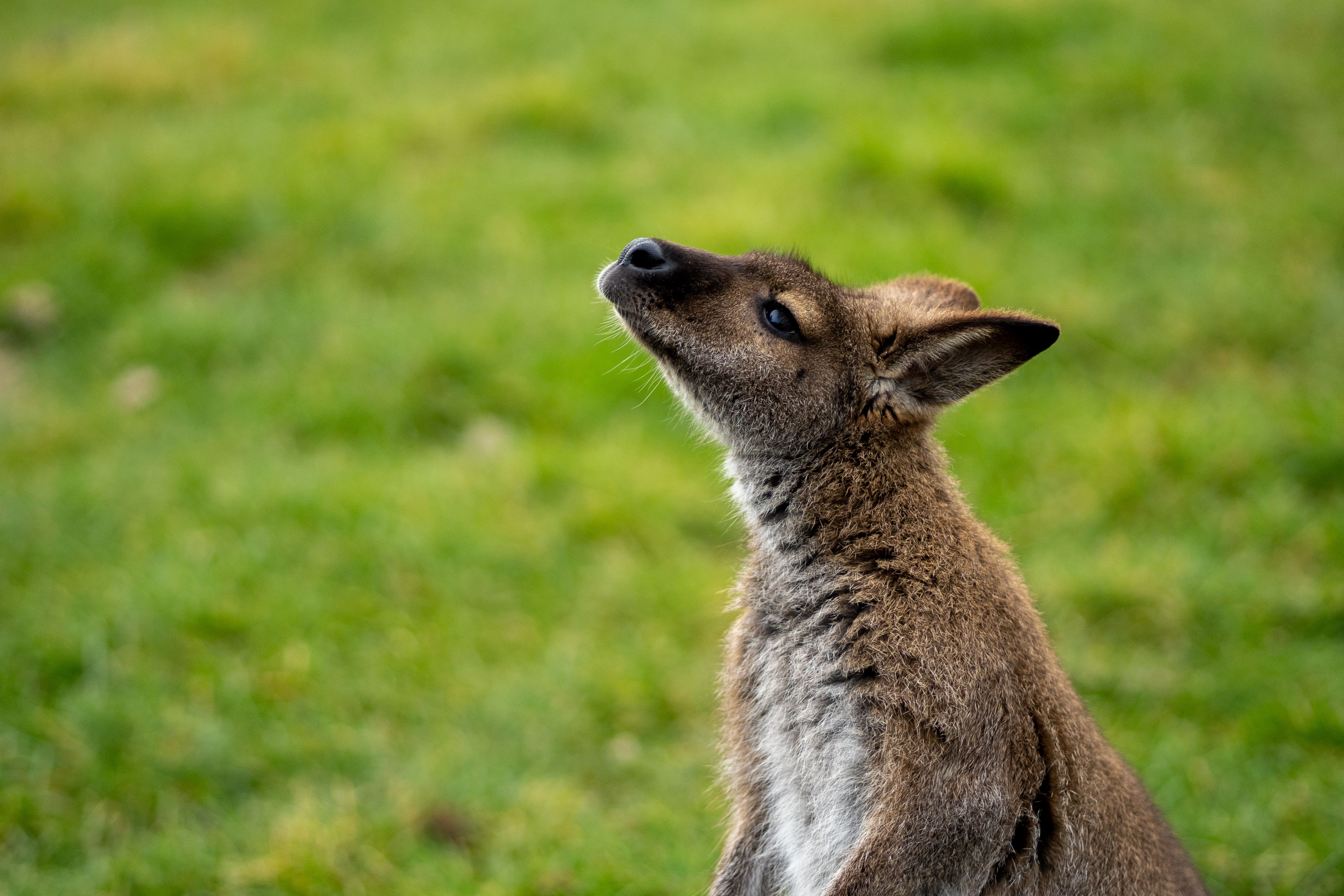 Kangaroo Fur Photos, Download The BEST Free Kangaroo Fur Stock Photos ...