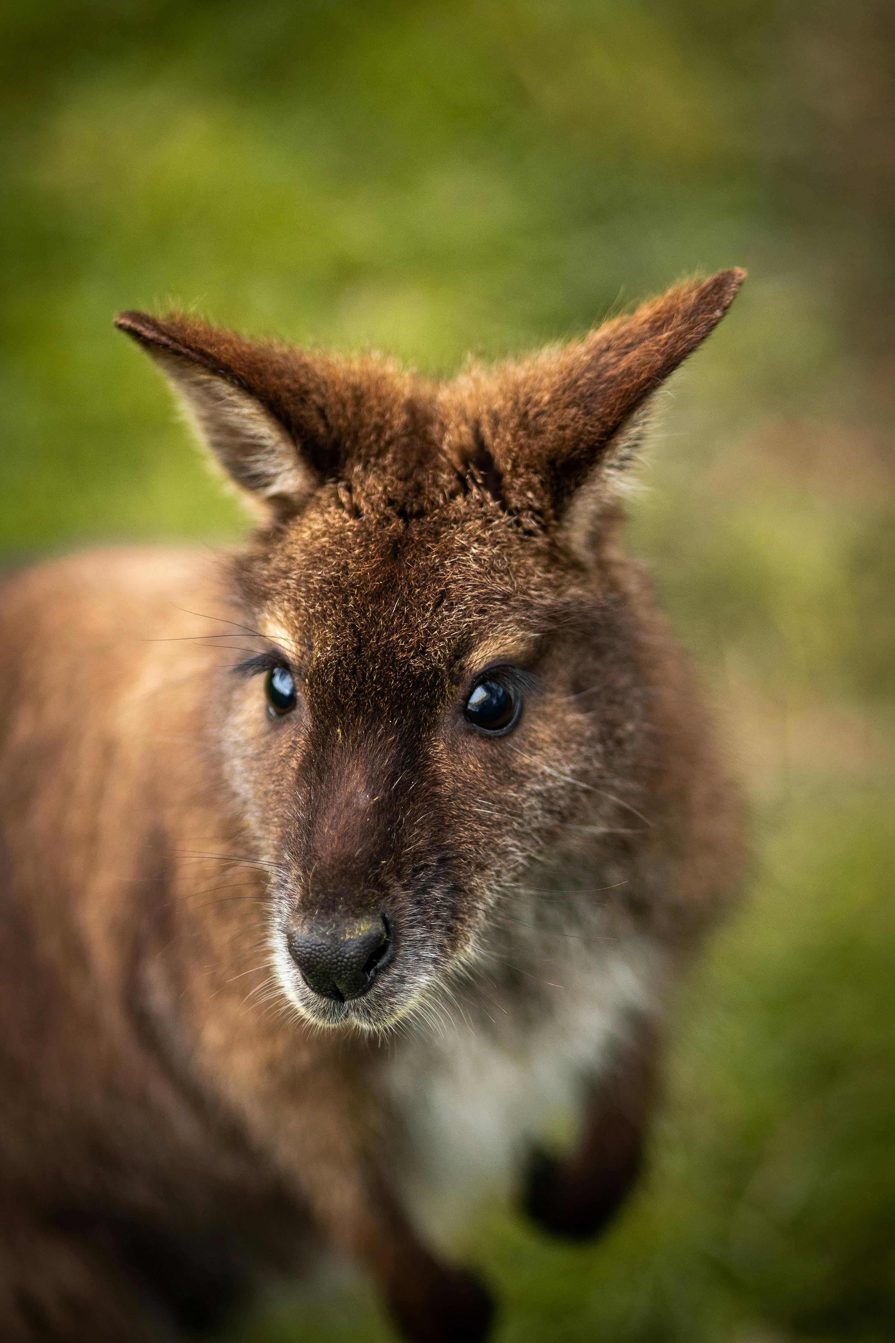 Portrait of Brown Kangaroo · Free Stock Photo