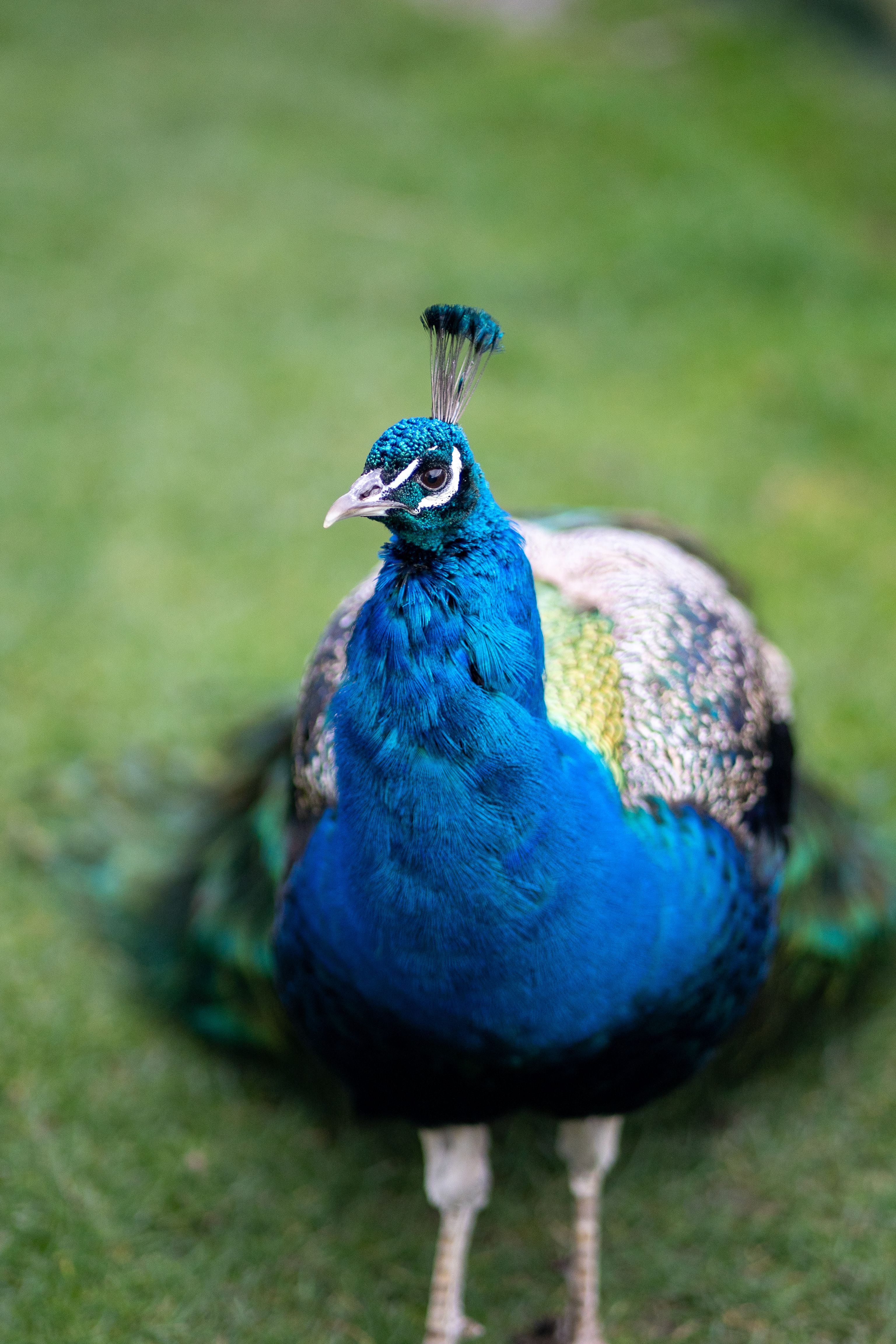 Beauty Multi Colored Peacock on Grass · Free Stock Photo
