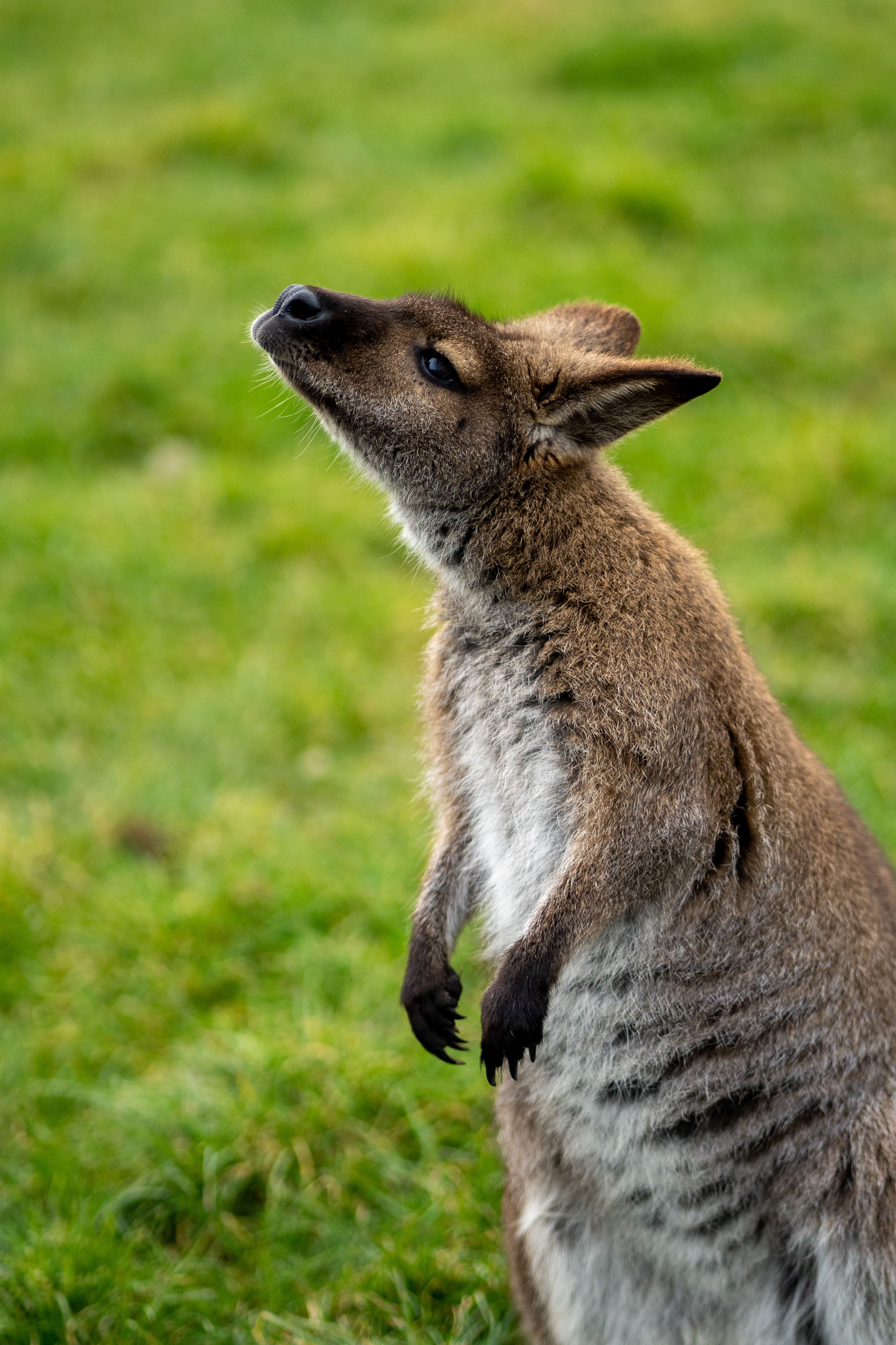 Kangaroo in Nature · Free Stock Photo